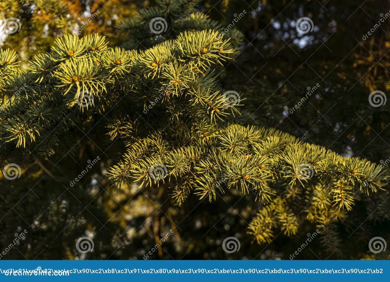 Fir Branches in the Evening Light Stock Photo - Image of spring, light ...