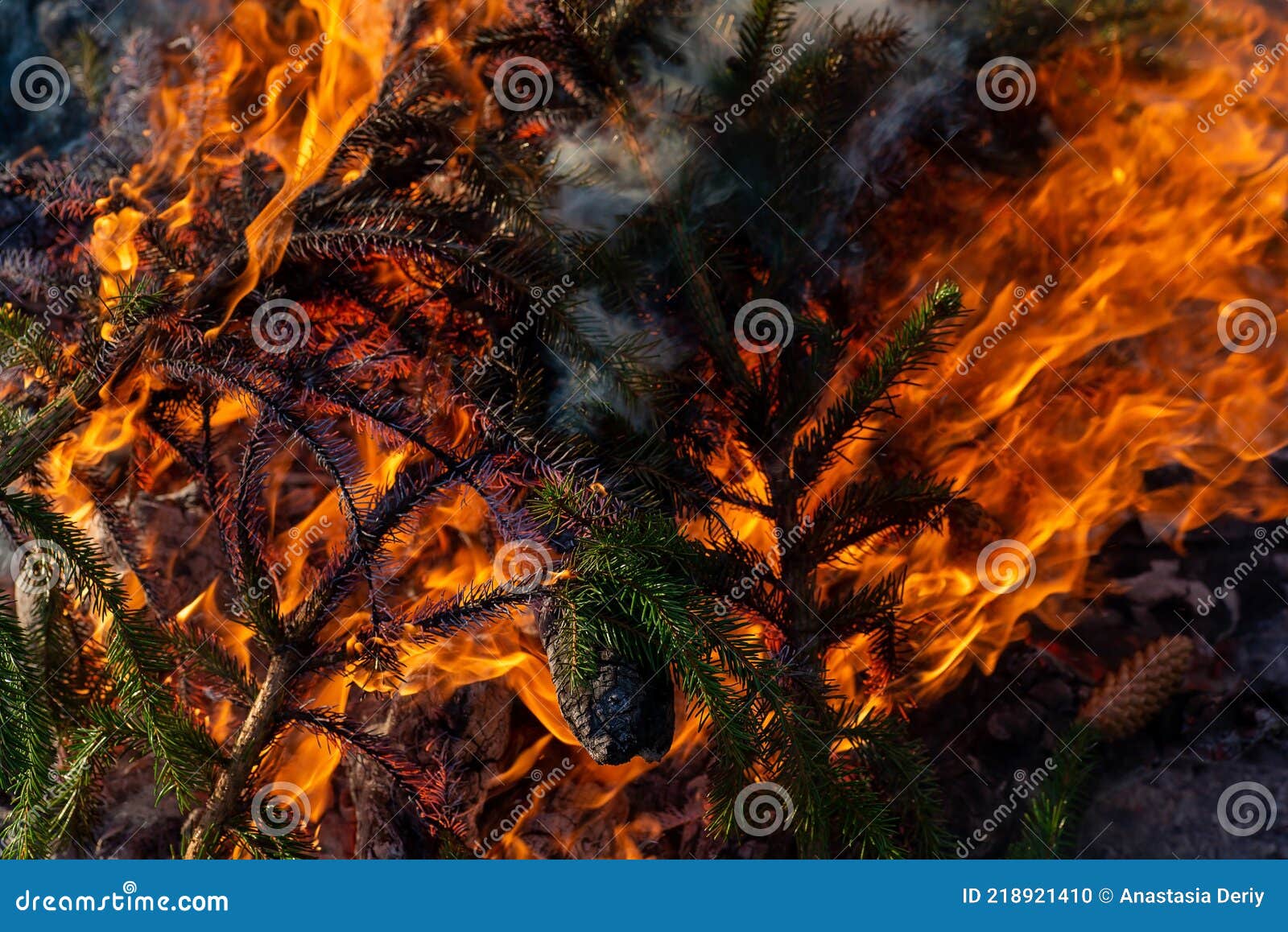Spruce Branches are on Fire, Close-up of an Orange Dangerous Flame. a ...