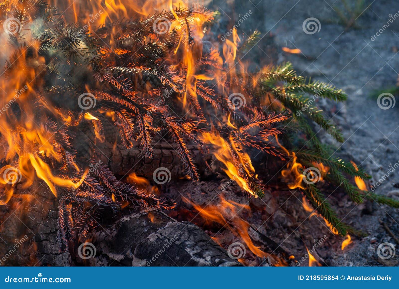 Spruce Branches are on Fire, Close-up of an Orange Dangerous Flame. a ...