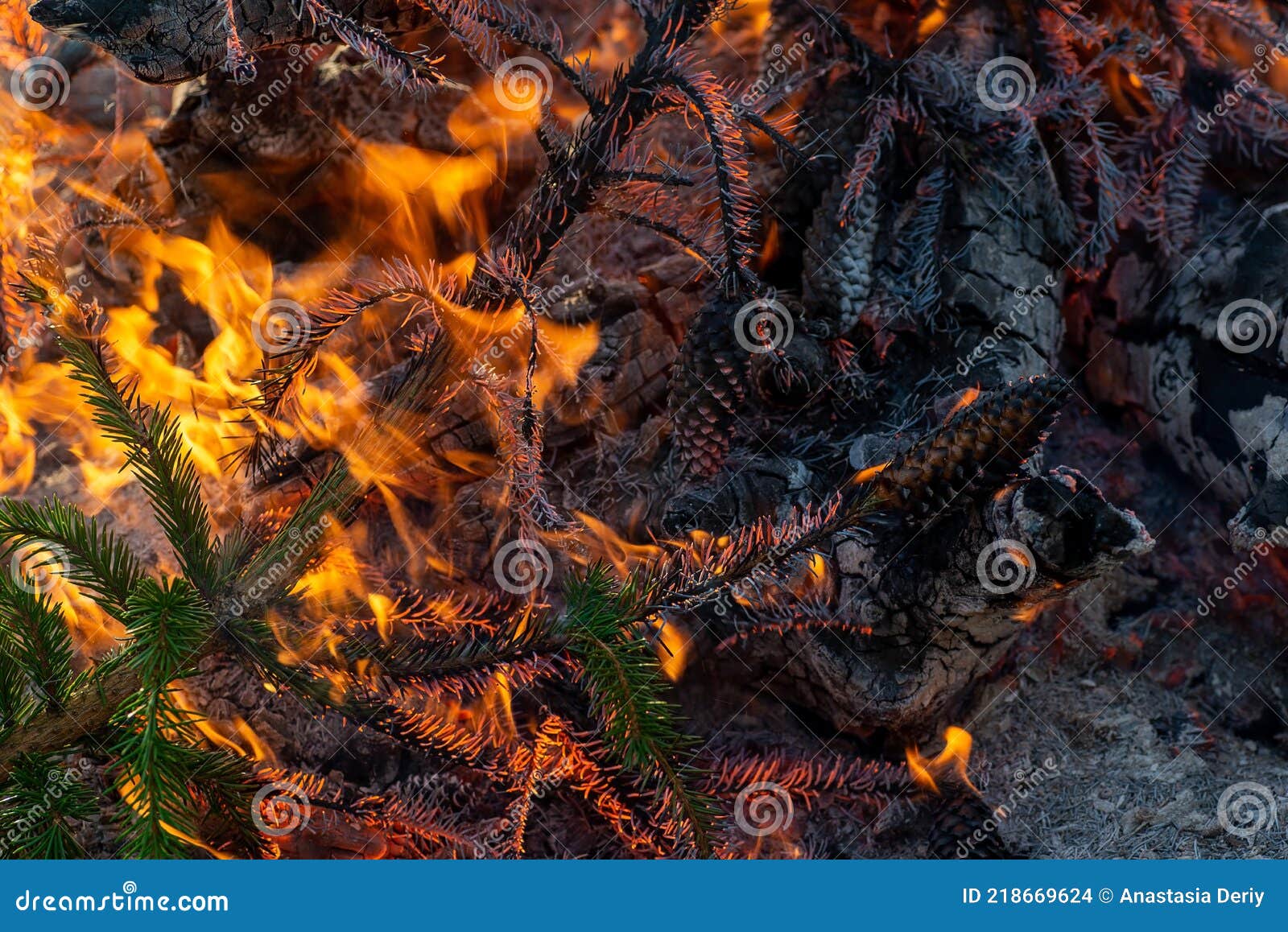 Spruce Branches are on Fire, Close-up of an Orange Dangerous Flame. a ...