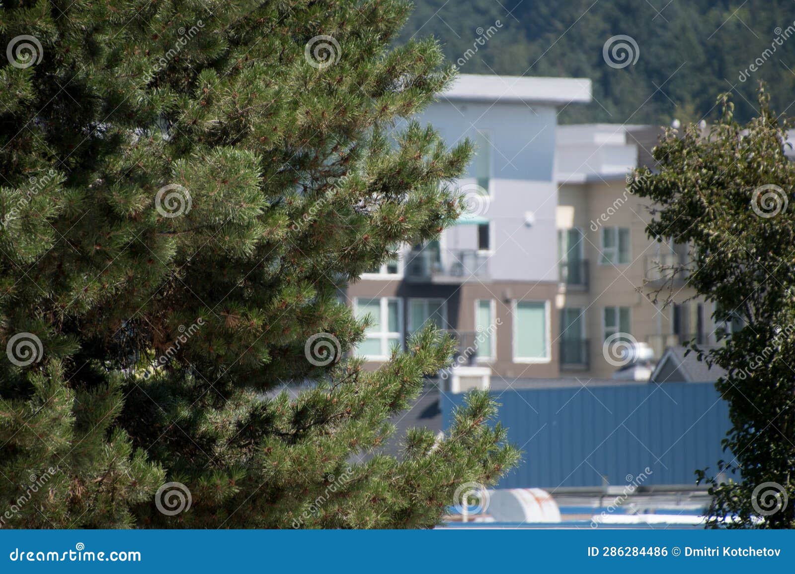 Spruce Branches Frame Condo Building in Redmond Stock Photo - Image of ...