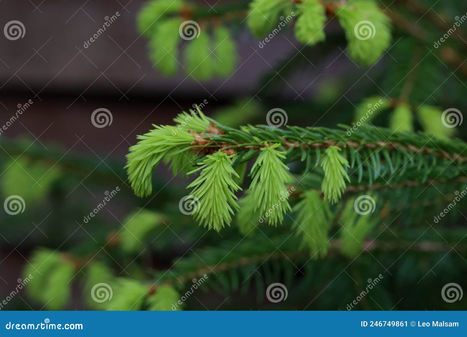 Spruce Branches with Fresh Shoots in Spring Stock Image - Image of ...