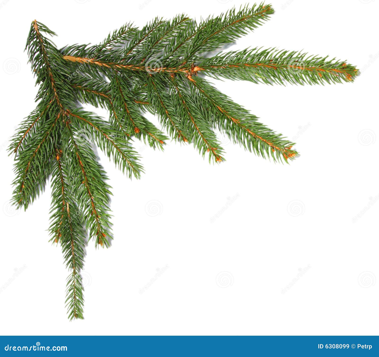 Spruce Branches Isolated on White Stock Image - Image of decoration ...
