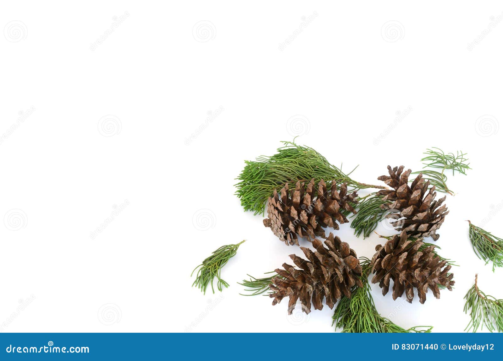 Pine Cone Border Stock Photos - Download 18,705 Royalty Free Photos