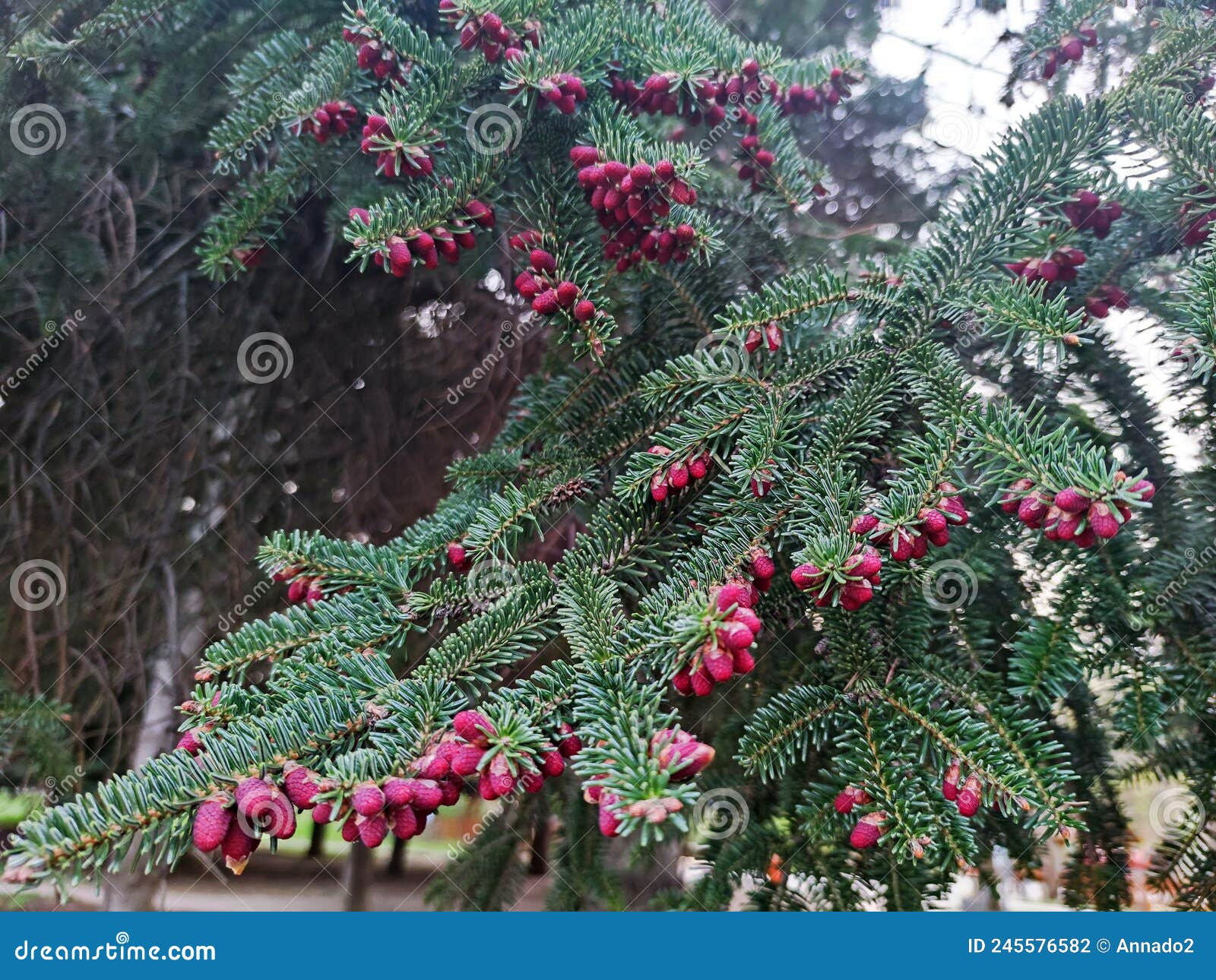 Spruce Branches with Small Red Cones Close-up Stock Photo - Image of ...