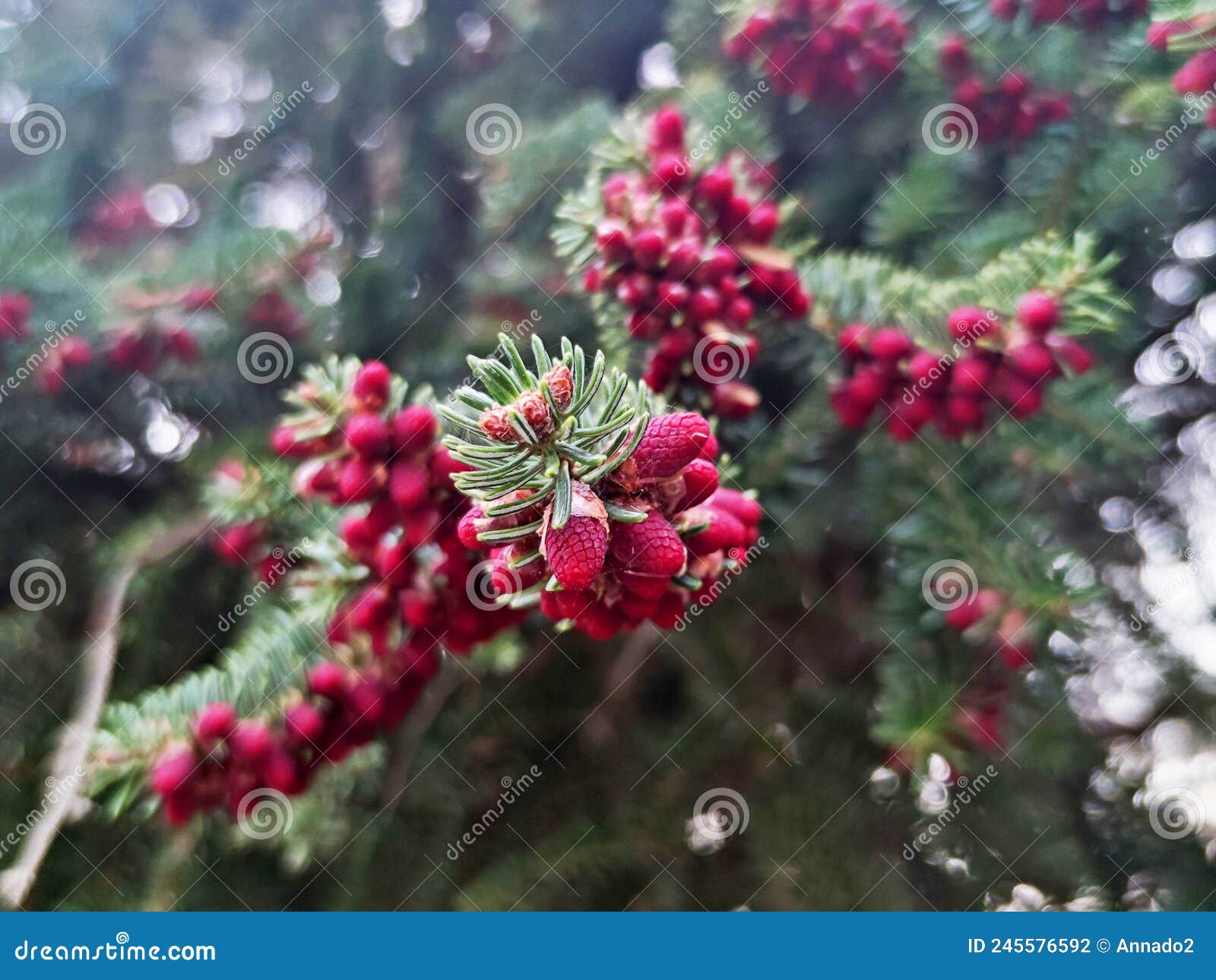 Spruce Branches with Small Red Cones Close-up Stock Photo - Image of ...
