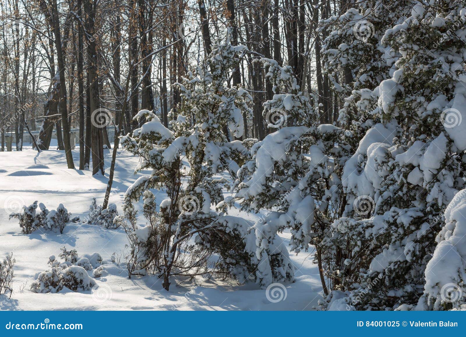 Spruce branches with snow stock image. Image of evergreen - 84001025