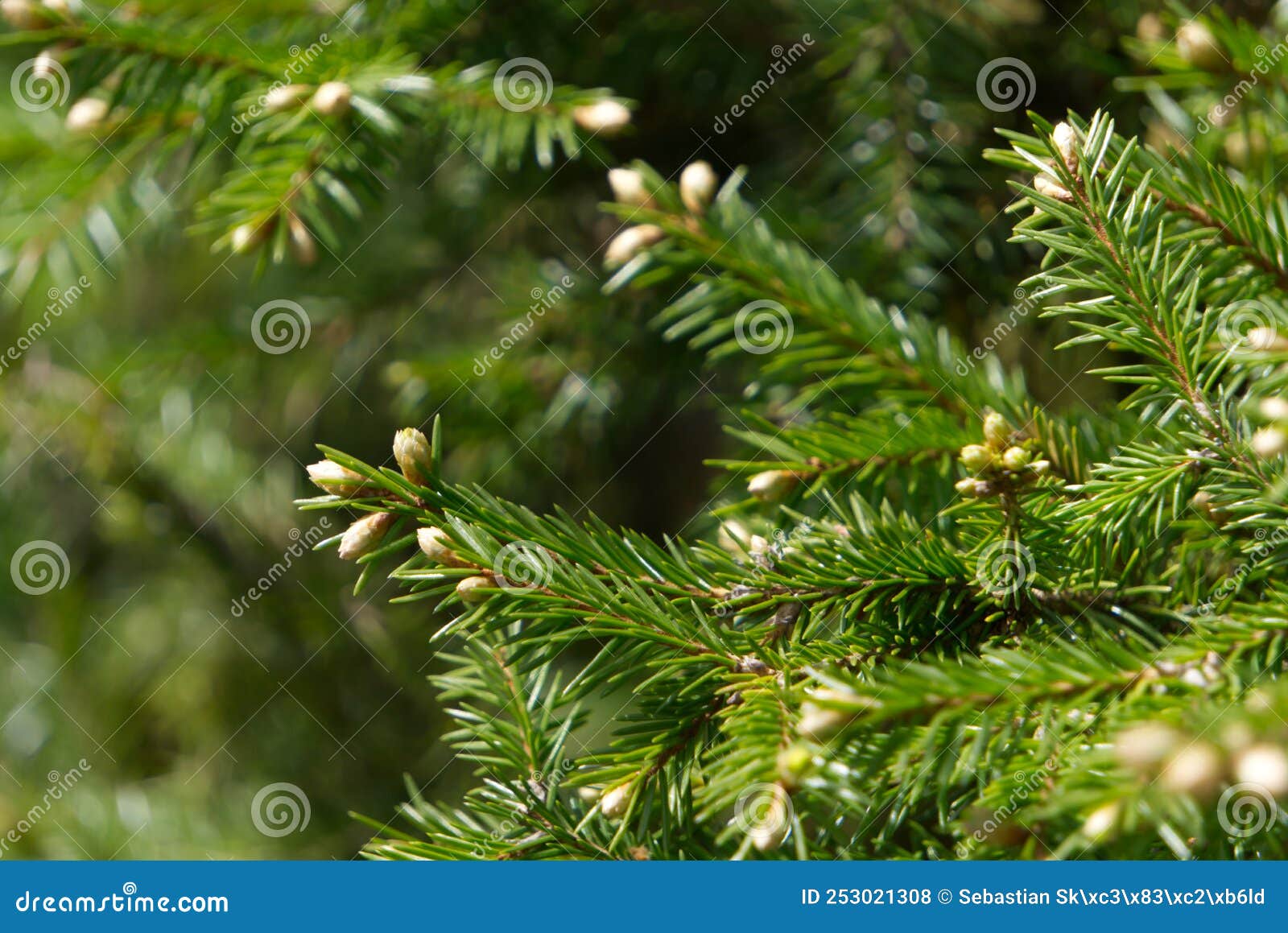 Green Spruce Branches and Sprouts Stock Photo - Image of morning, green ...
