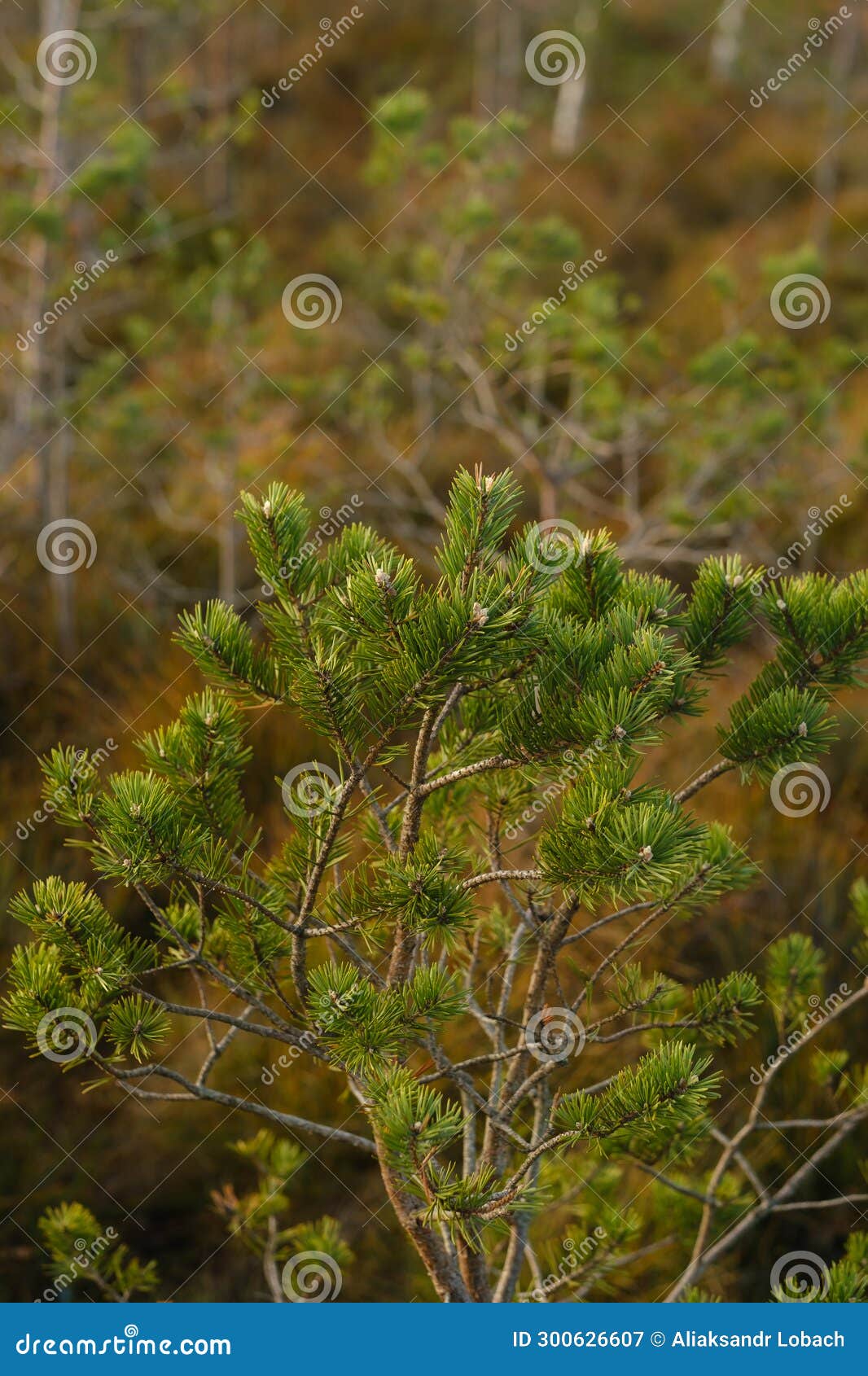 Spruce Branches in the Swamp in the Yelninsky Nature Reserve, Belarus ...