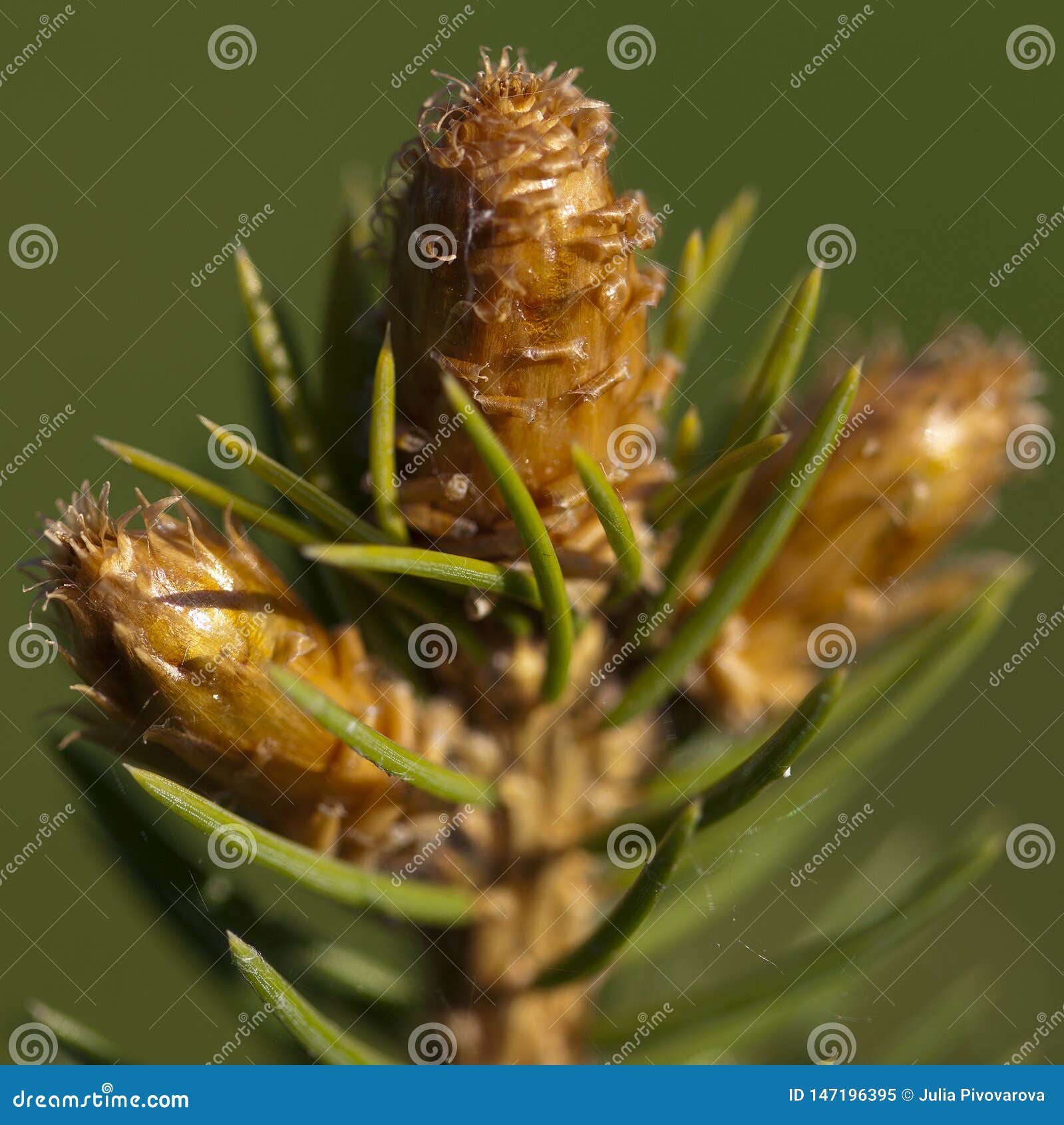 Spruce Bud in the Spring, in May, Close-up on a Flat Green Background ...