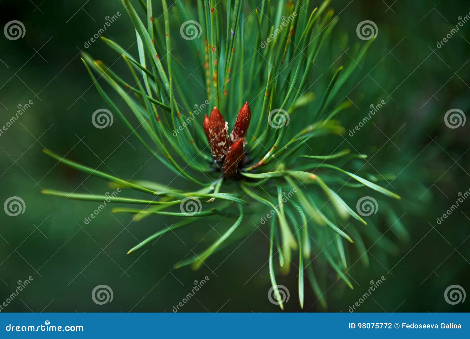 Spruce Buds, Ripened in the Spring. the Growth of a Plant, Close Stock ...