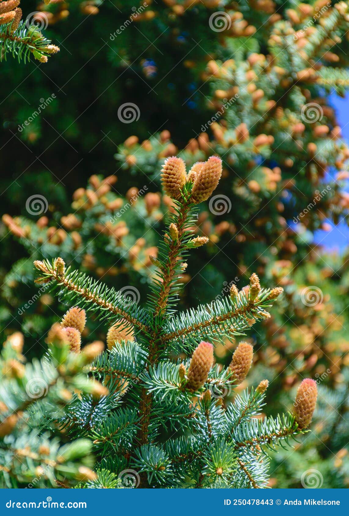Spruce Buds, Young Cones on a Sky Background, Spruce Flowers in Spring ...