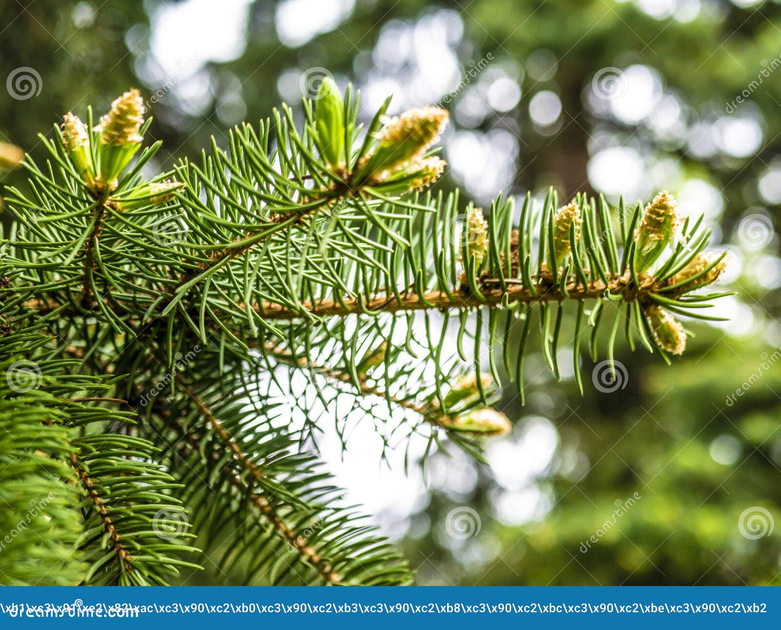 Spruce Bump Grows on a Tree Color Stock Image - Image of nature ...
