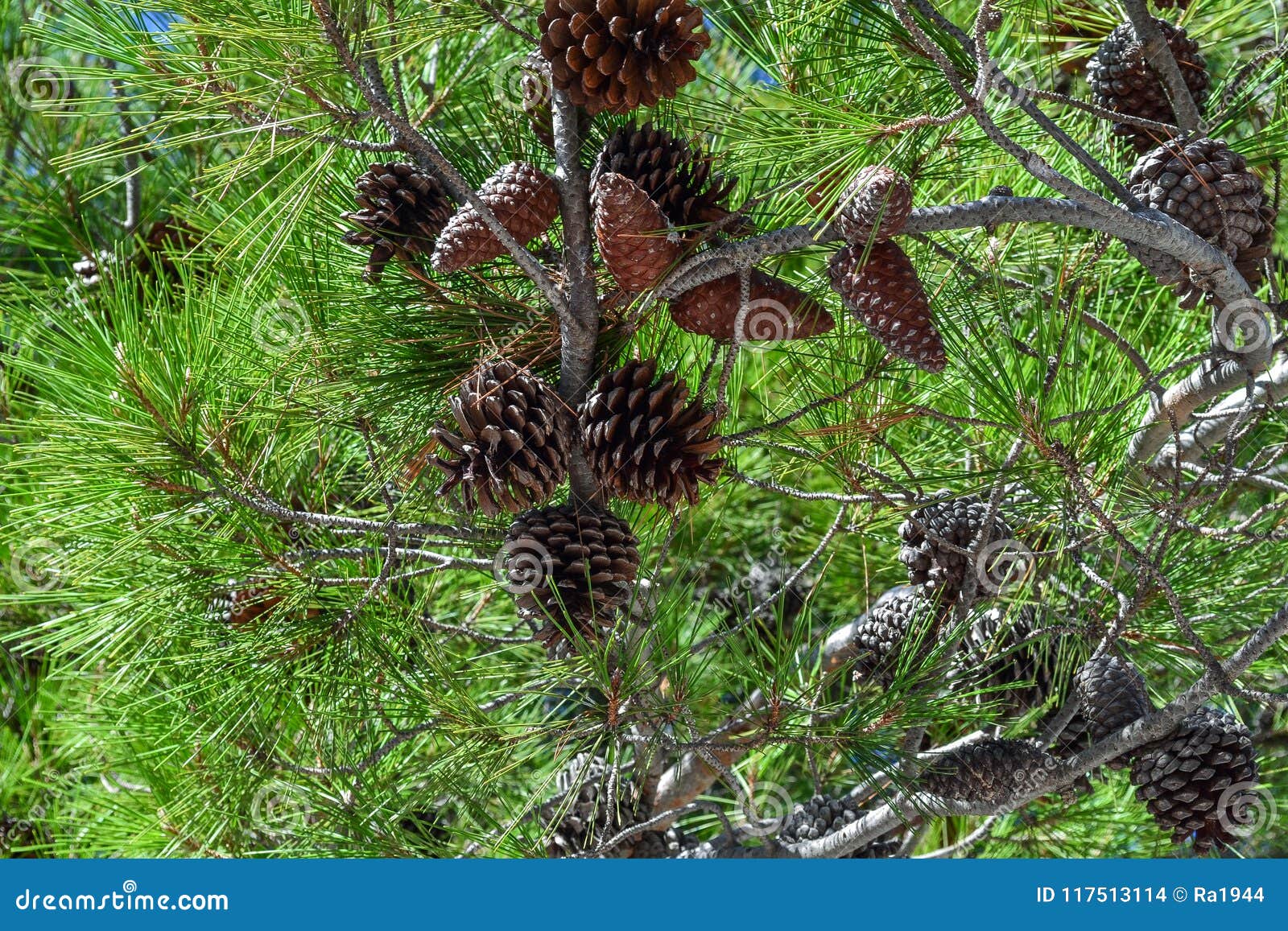 Spruce Bumps on a Branch Close-up. Stock Photo - Image of park, cone ...