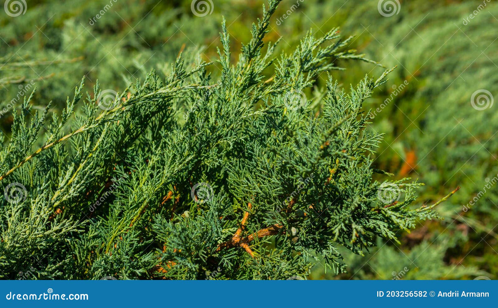Spruce Bush, Landscape with Greenery, Green Bush Close-up Stock Photo ...