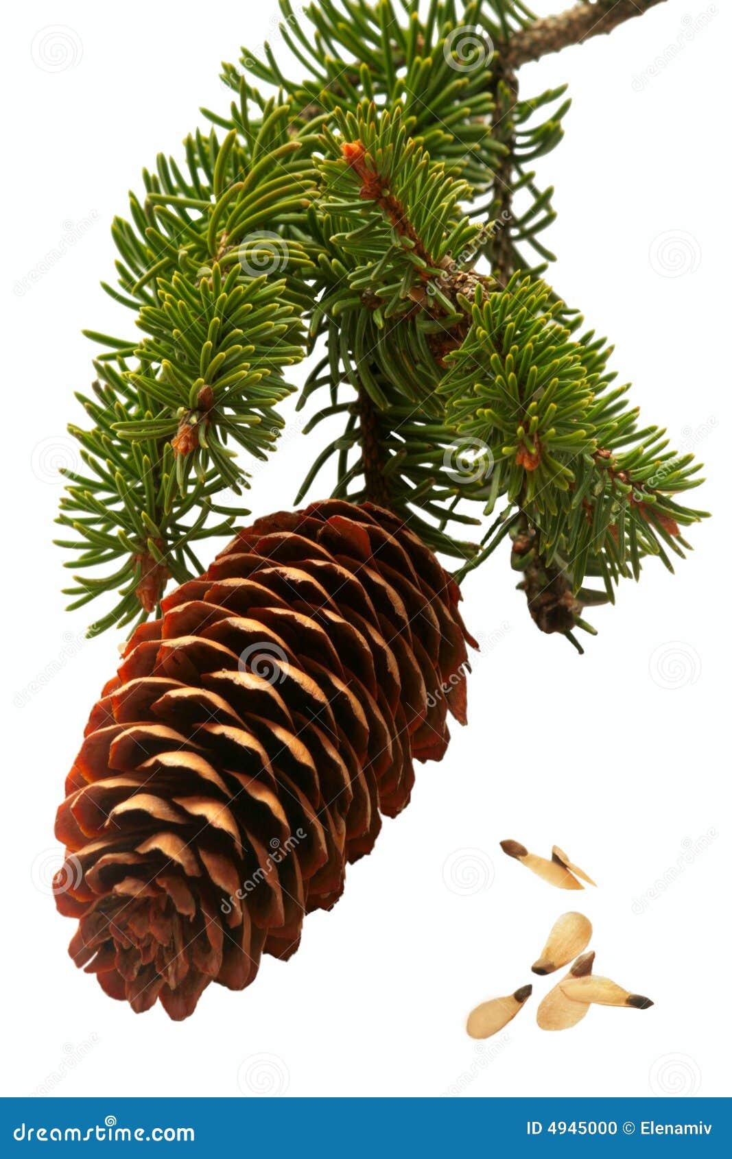 Spruce cone branch. stock photo. Image of forest, pinecone - 4945000