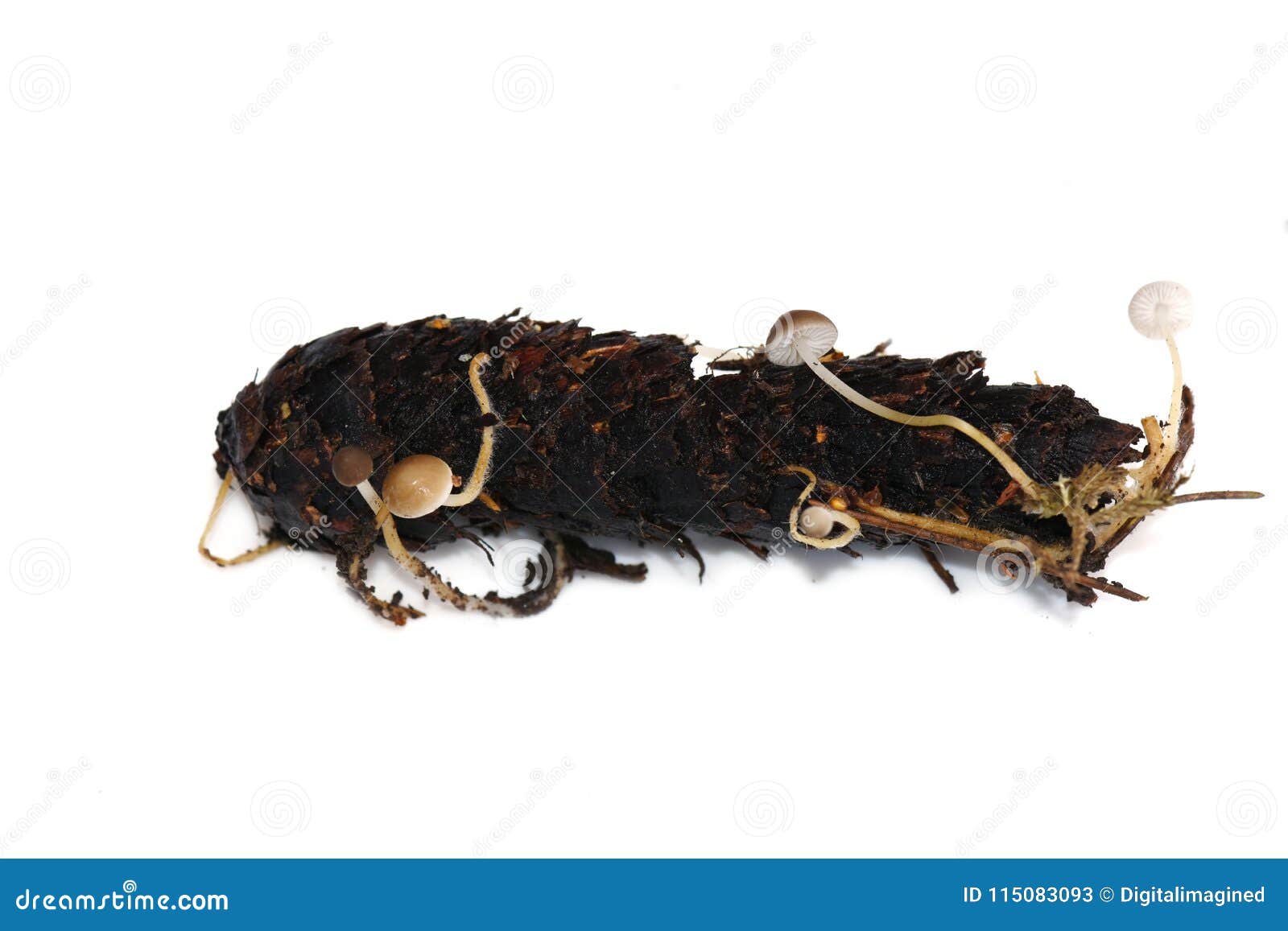 Spruce cone cap fungus stock image. Image of taste, cone - 115083093