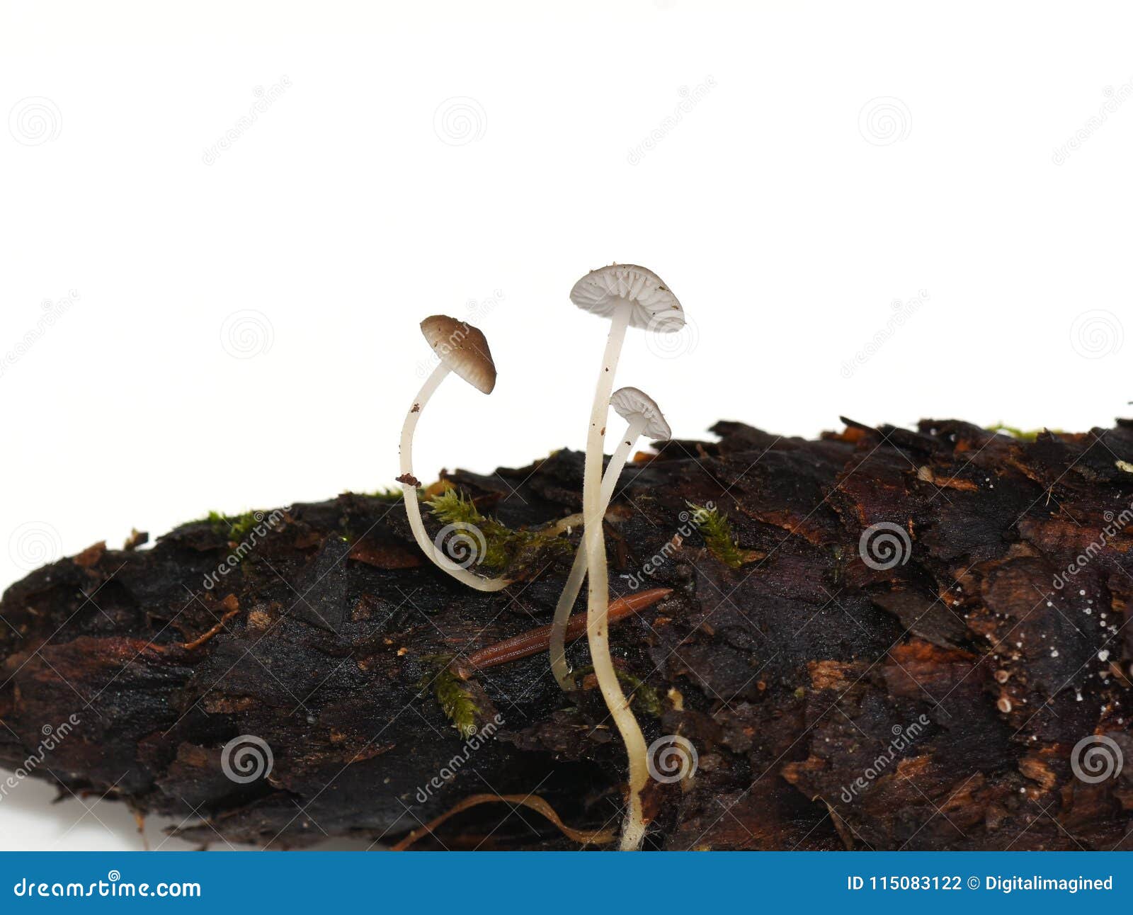 Spruce cone cap fungus stock photo. Image of nature - 115083122