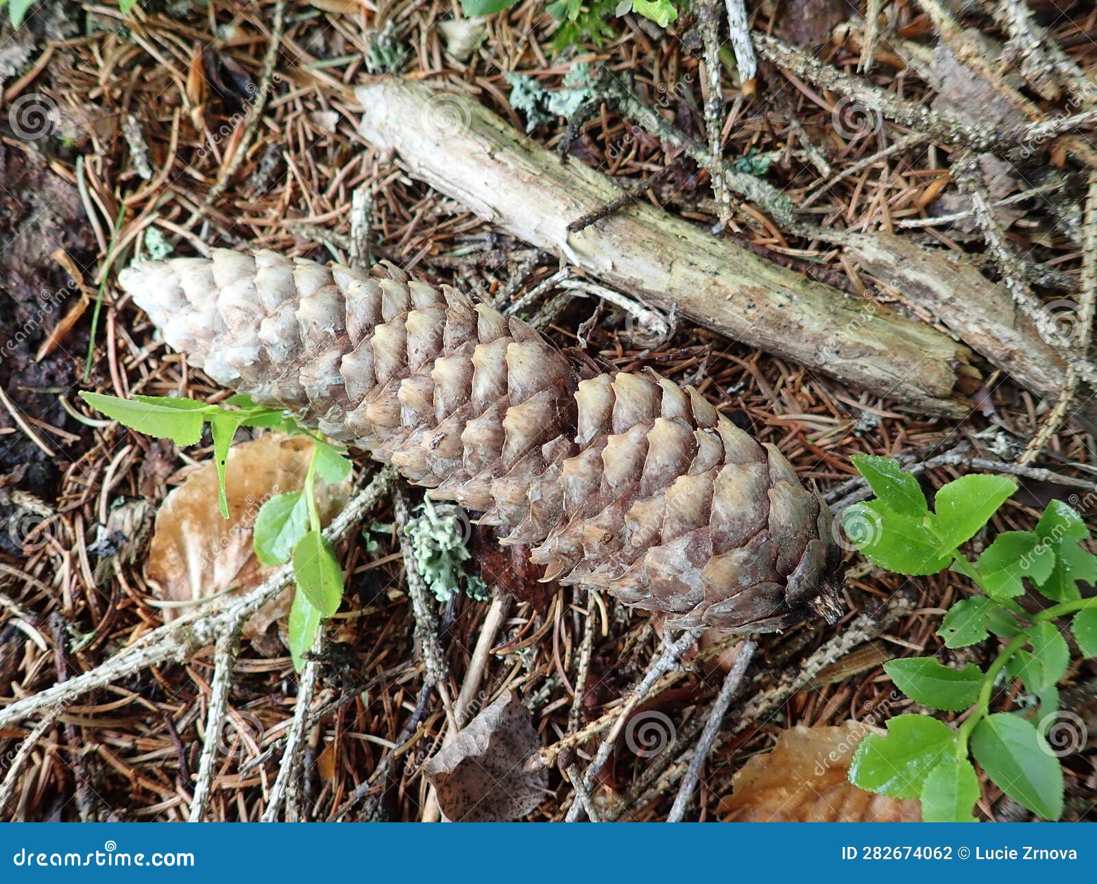 Spruce Cone on the Ground in the Wood Stock Photo - Image of floor ...