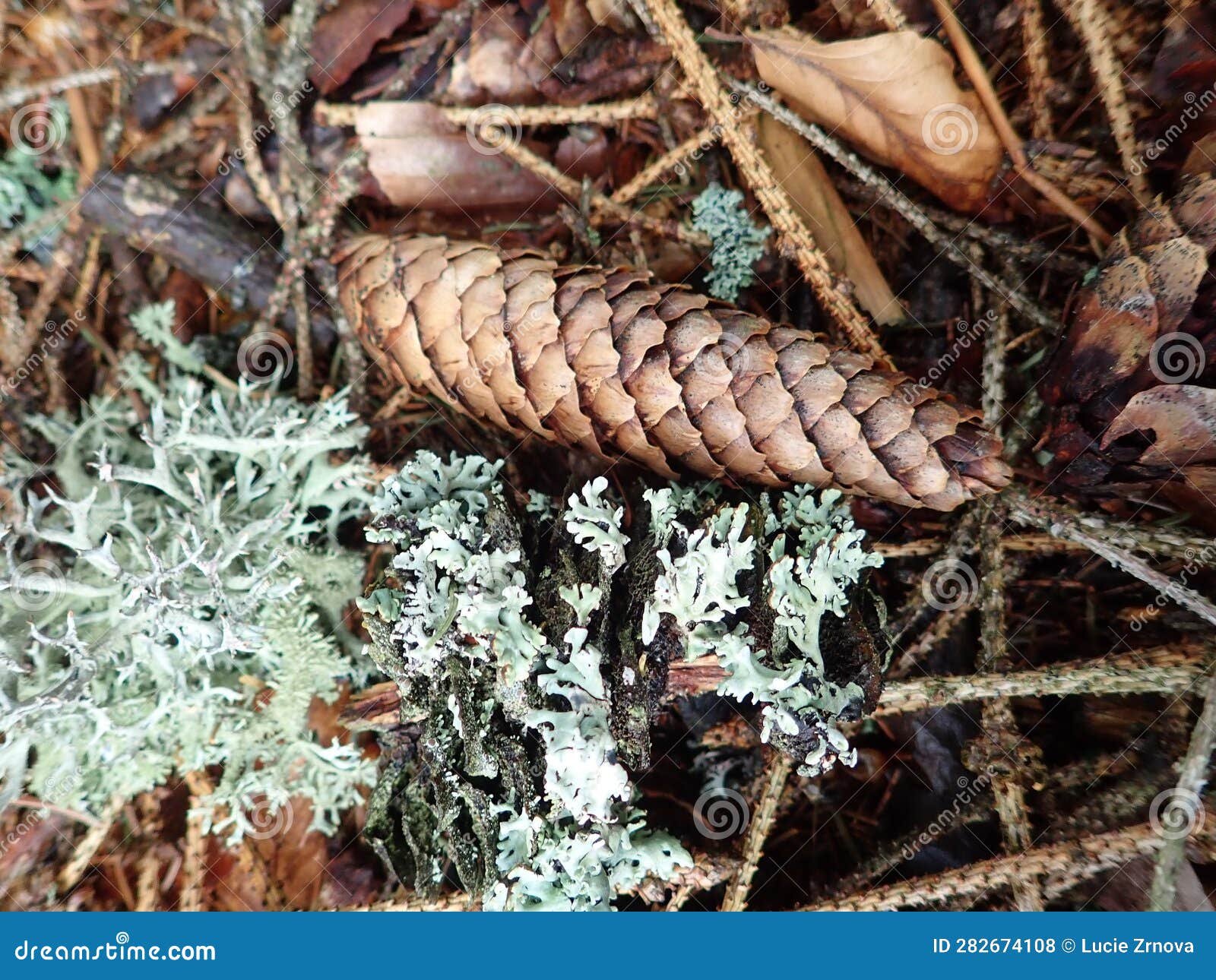Spruce Cone on the Ground in the Wood Stock Photo - Image of flora ...