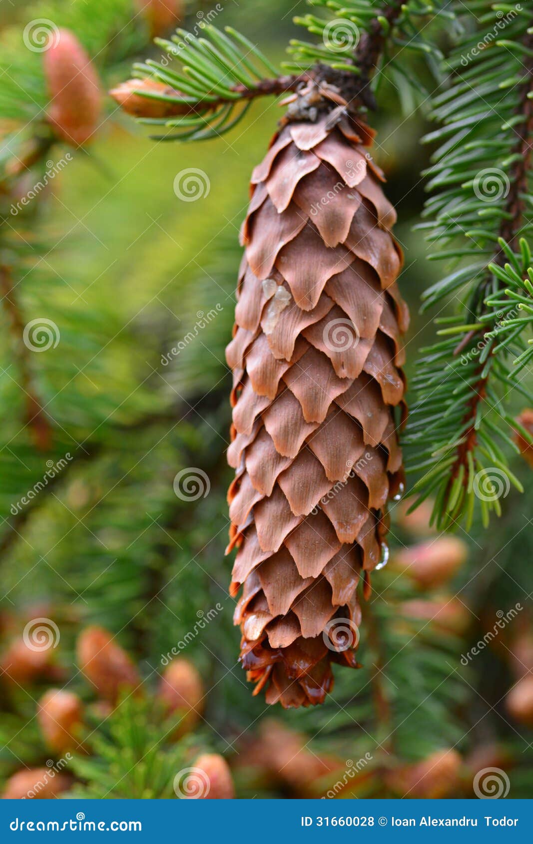 Spruce cone stock photo. Image of details, close, spruce - 31660028