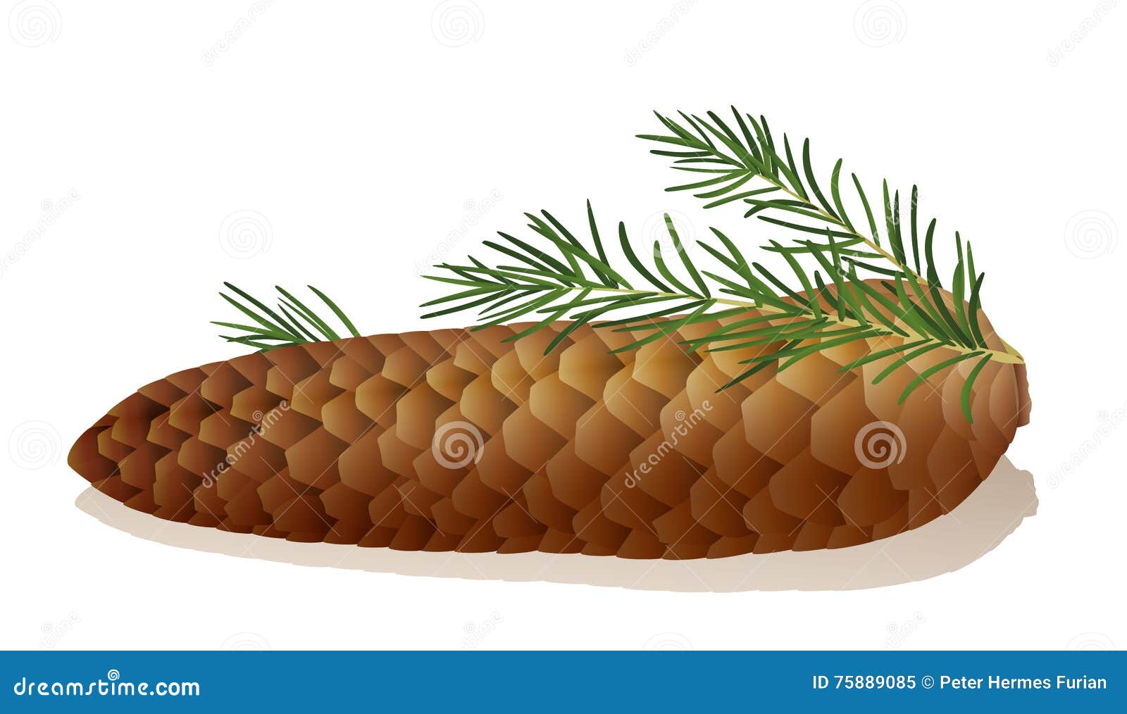 Spruce Cone Needles stock vector. Illustration of flora - 75889085