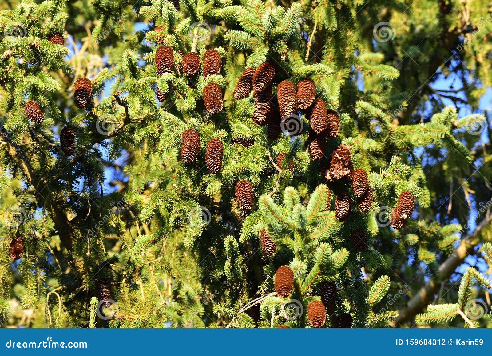 Spruce cone on a tree stock photo. Image of plant, green - 159604312