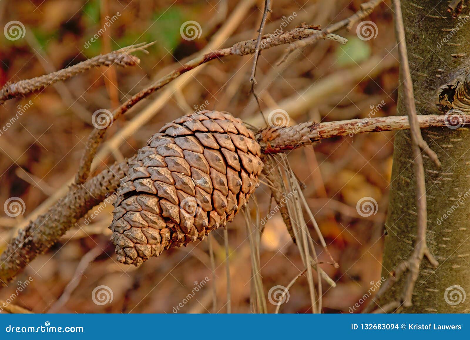 Spruce Cone on a Twig in the Forest Stock Photo - Image of pinaceae ...