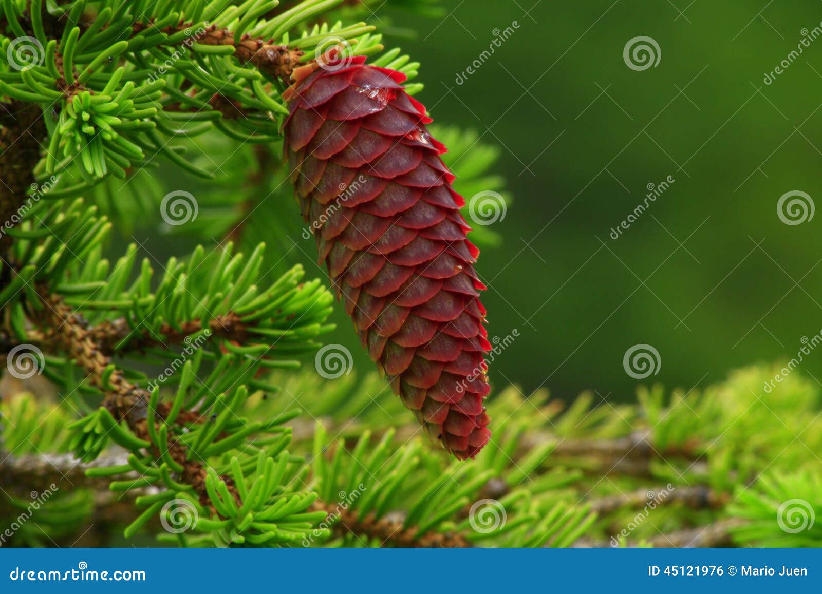 Spruce cone stock photo. Image of alps, tree, needlewood - 45121976