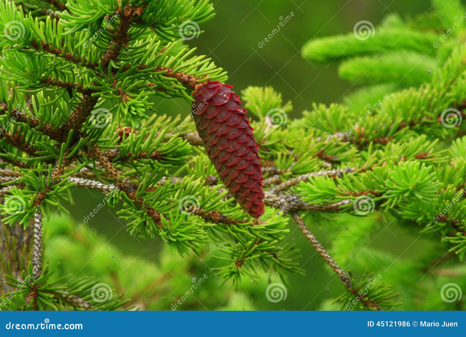 Spruce Cone, Cedar Cone, The Structure Of The Shoot Of Gymnosperm ...