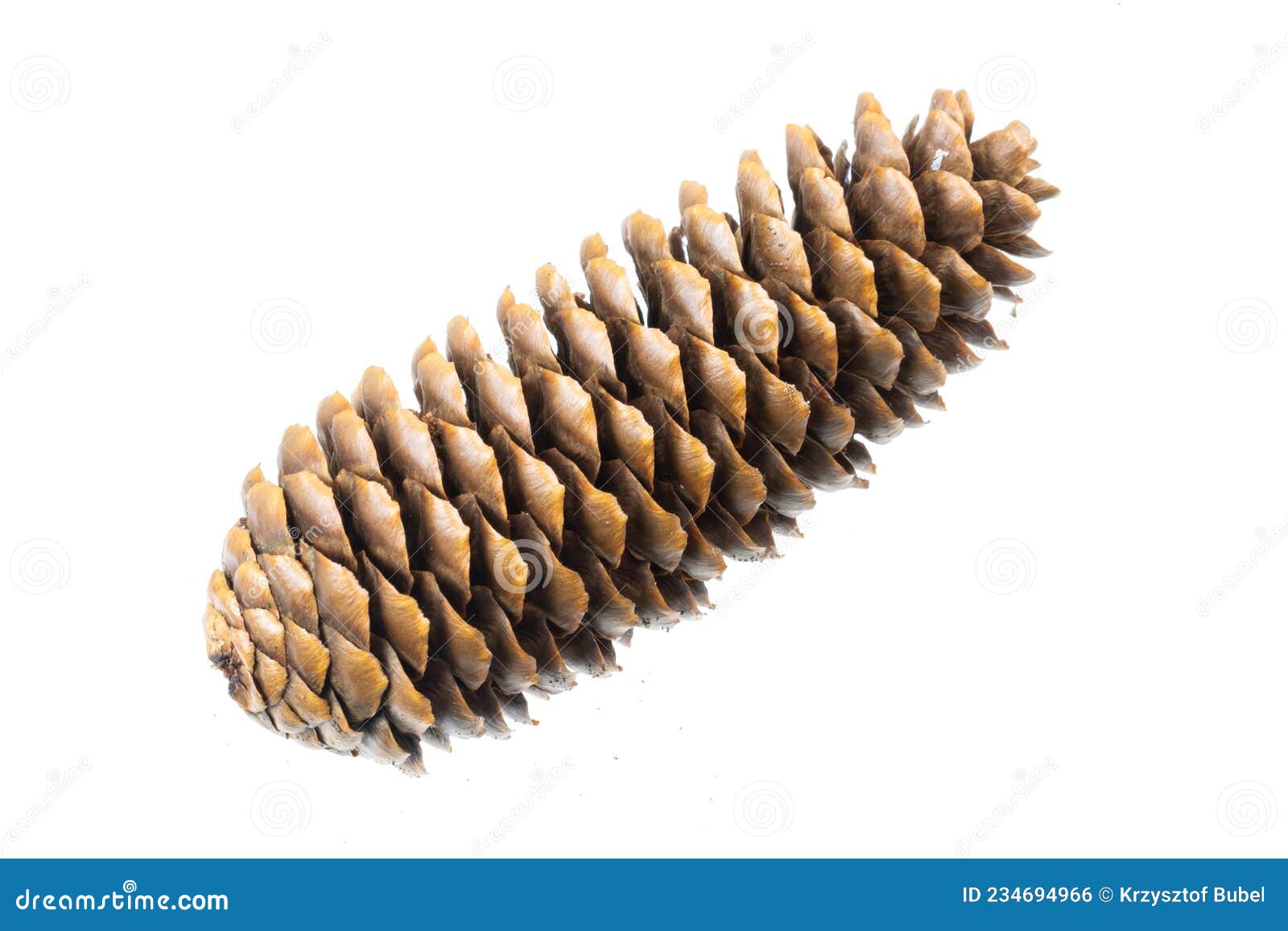 Spruce Cone on a White Isolated Background Stock Photo - Image of ...