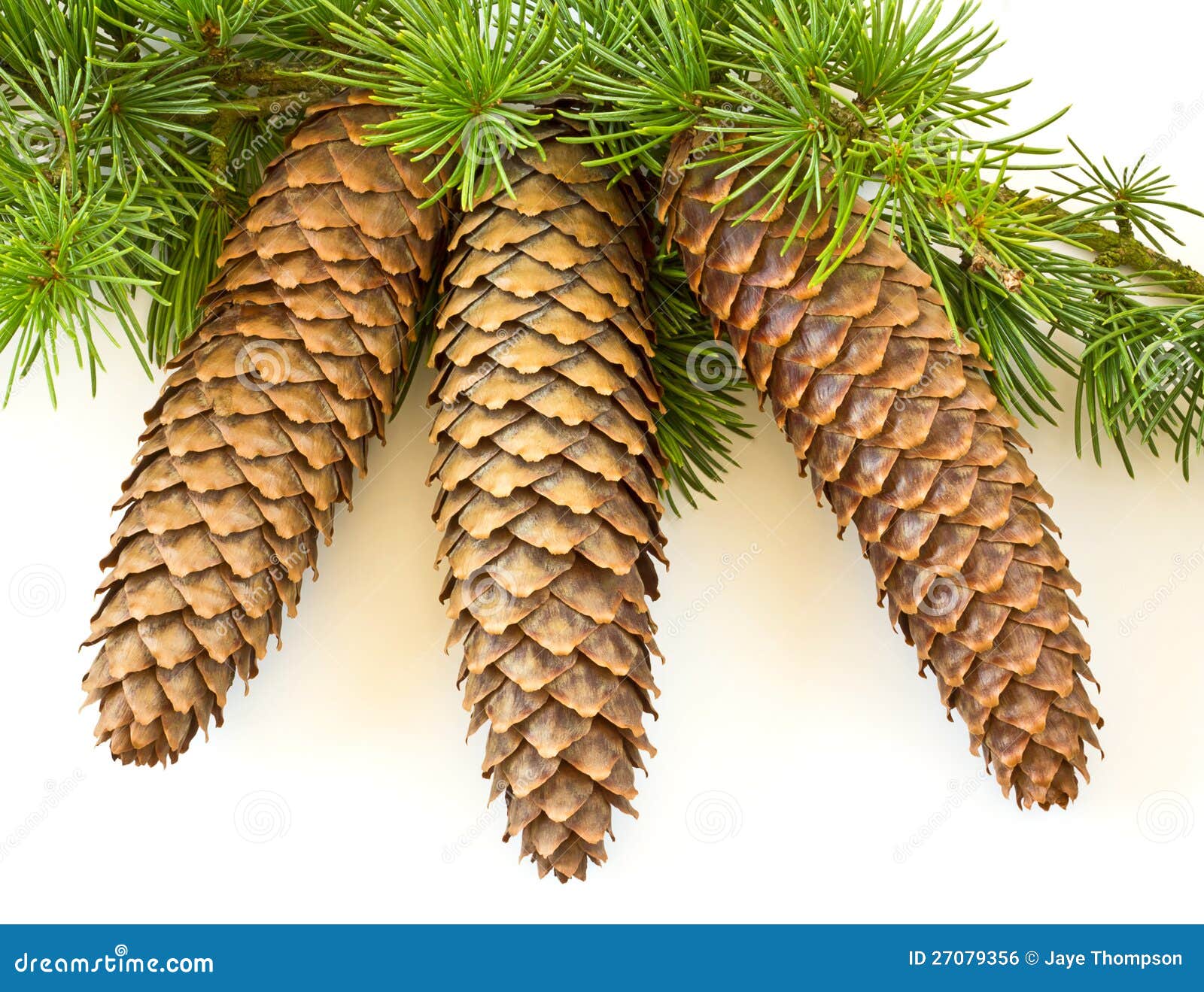 Spruce cones with foliage stock photo. Image of decorative - 27079356