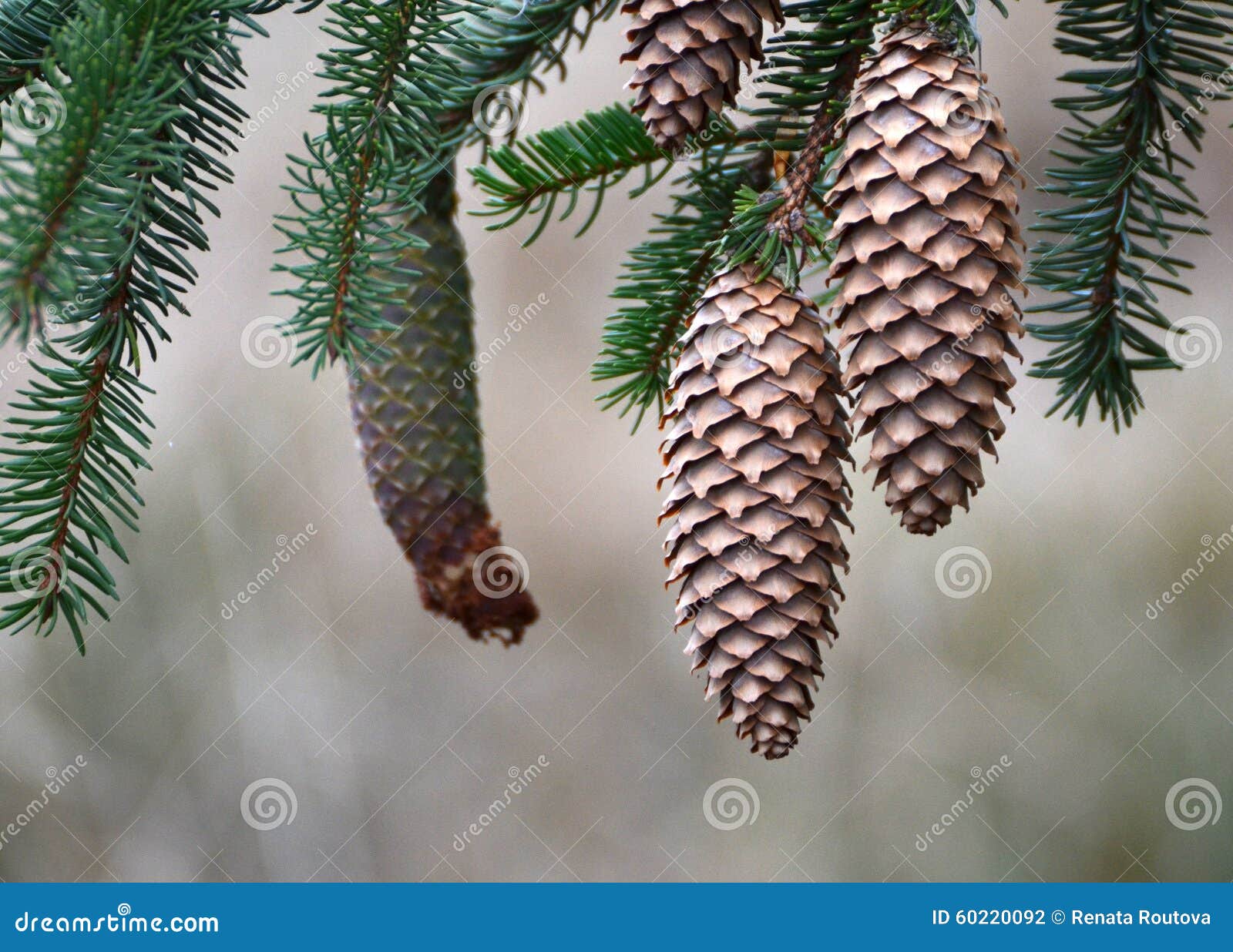Spruce cones stock photo. Image of spruce, branch, hanging - 60220092