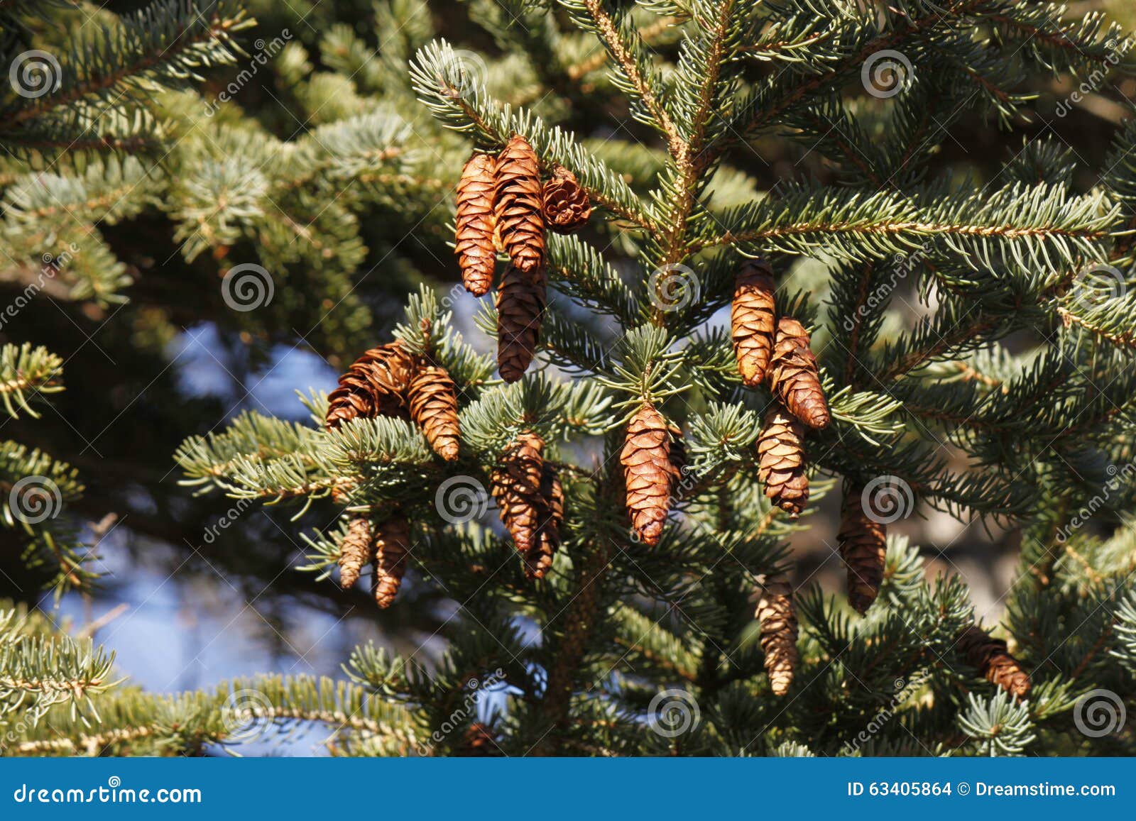 Spruce Cones,hanging in Tree,background Stock Photo - Image of abstract ...