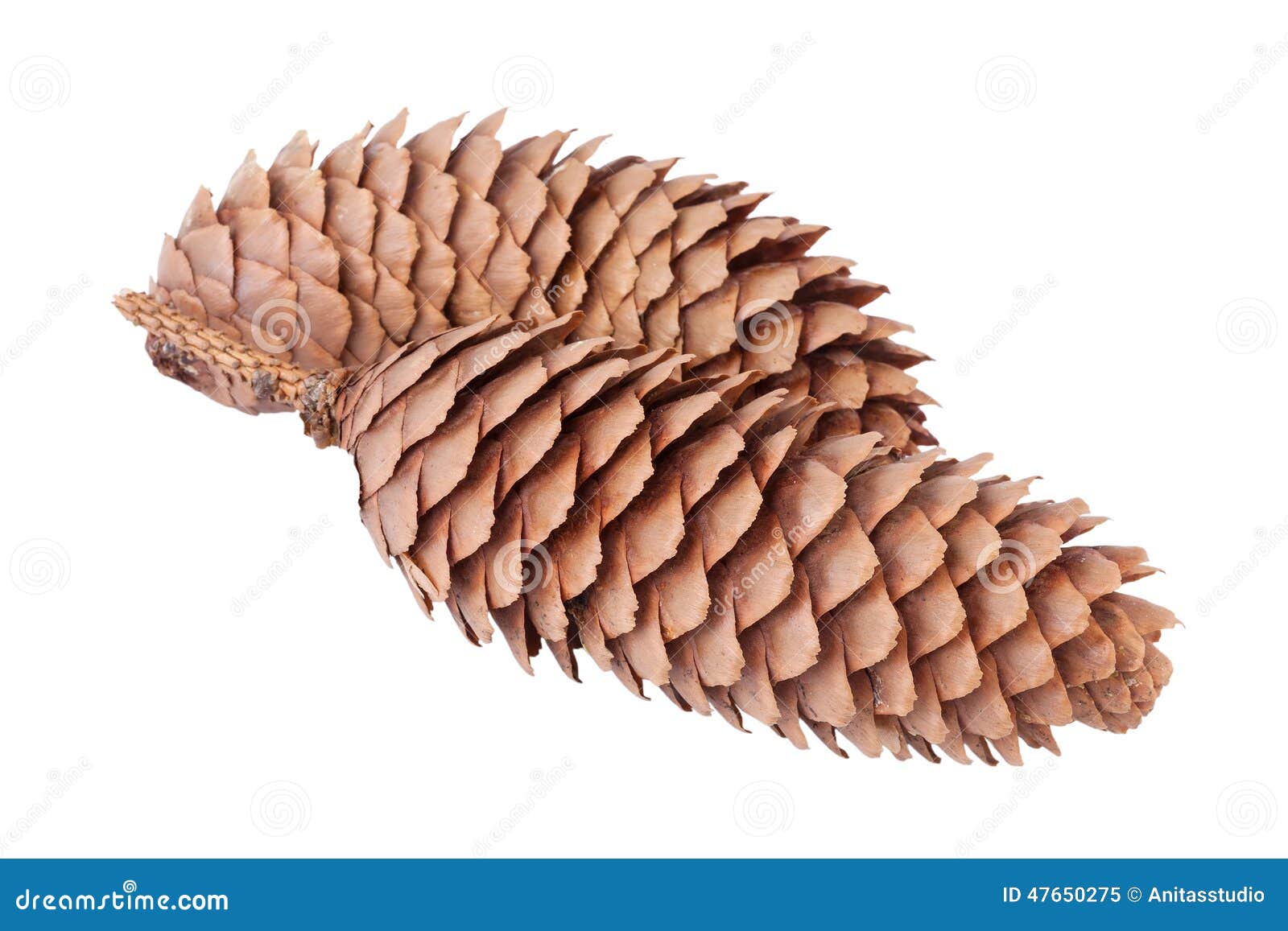 Spruce cones stock image. Image of abies, background - 47650275