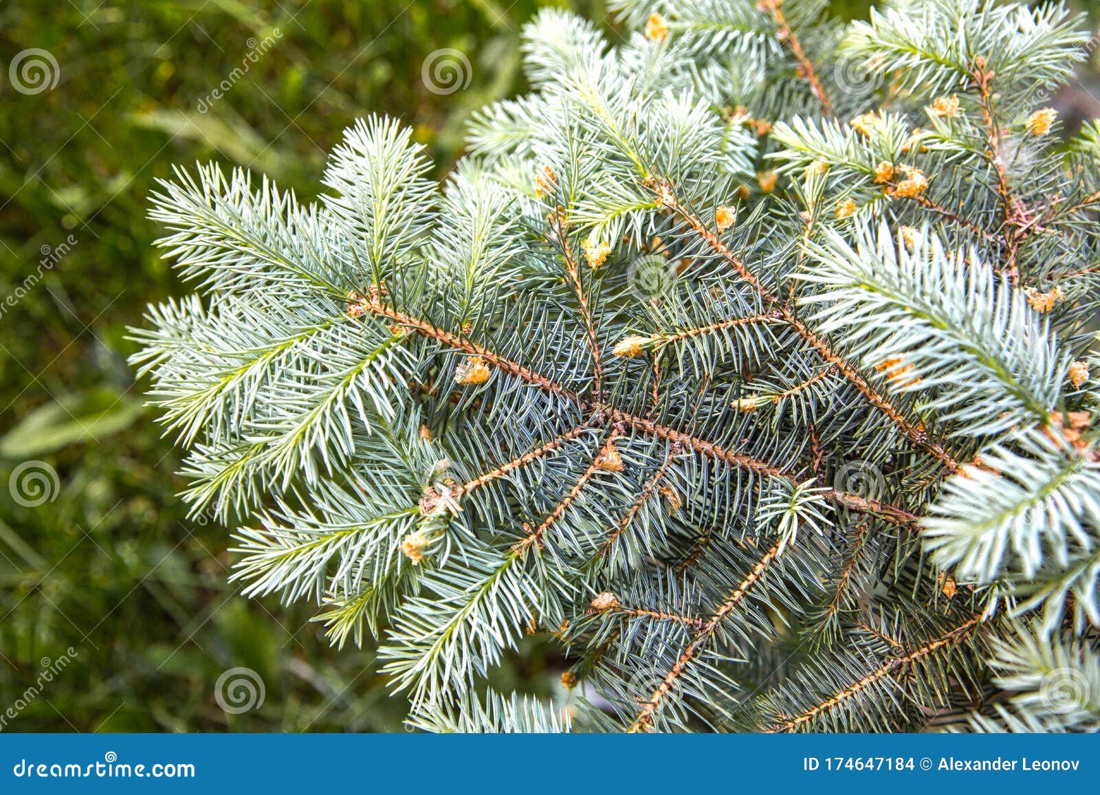 Spruce. Conifer Evergreen Tree Stock Photo - Image of cobblestone ...