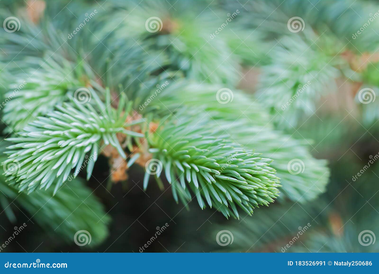 Spruce Conifer Fresh Branches with Blur Background Macro Stock Image ...