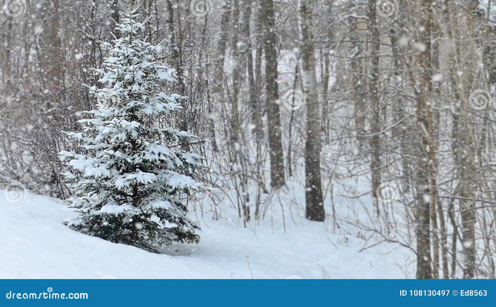 Spruce Evergreen Tree with Snow on Branches in Winter Snowfall Stock ...
