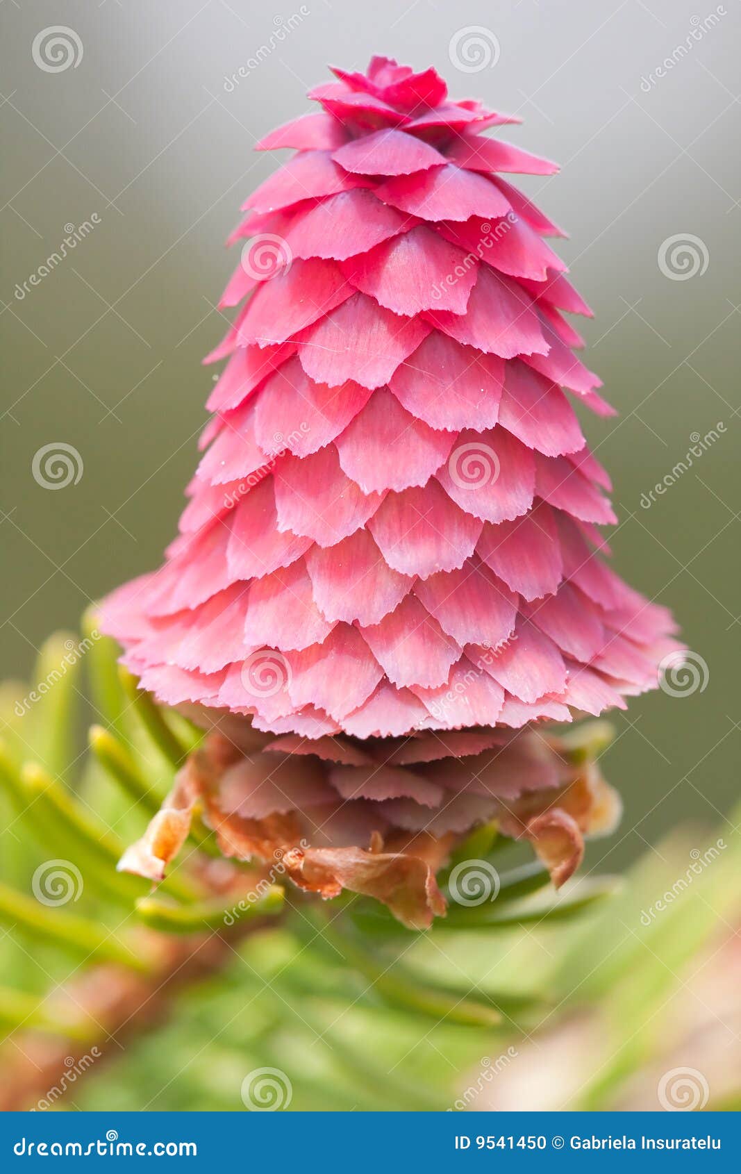 Spruce flower stock photo. Image of tree, blossom, closeup - 9541450