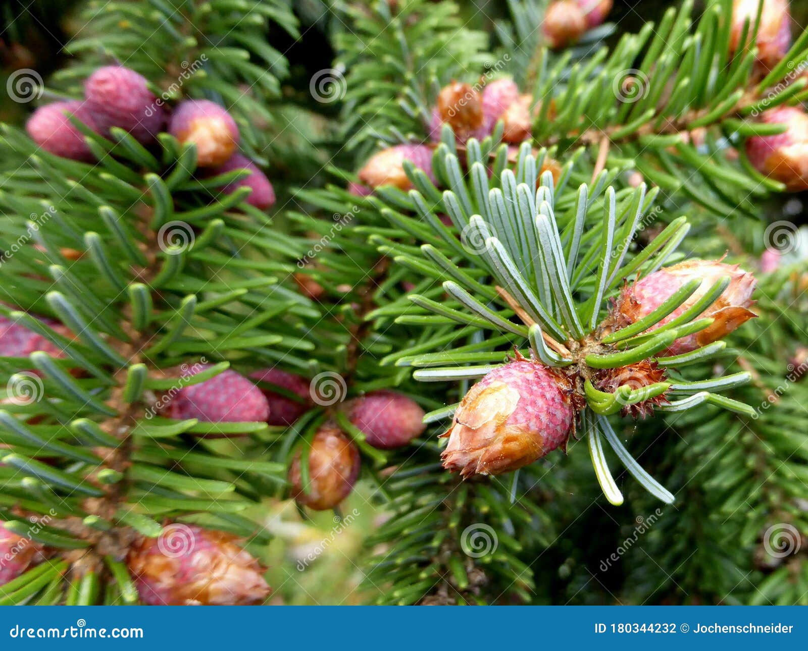 Spruce with Flower Buds in Spring Stock Photo - Image of macro, needles ...