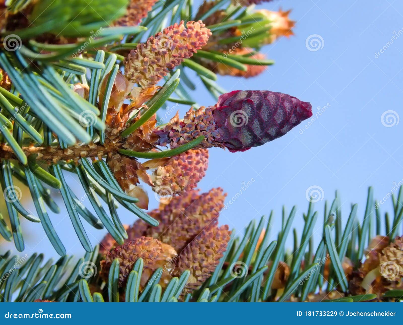 Spruce with Flower Buds and Young Growing Spruce Cone Stock Image ...