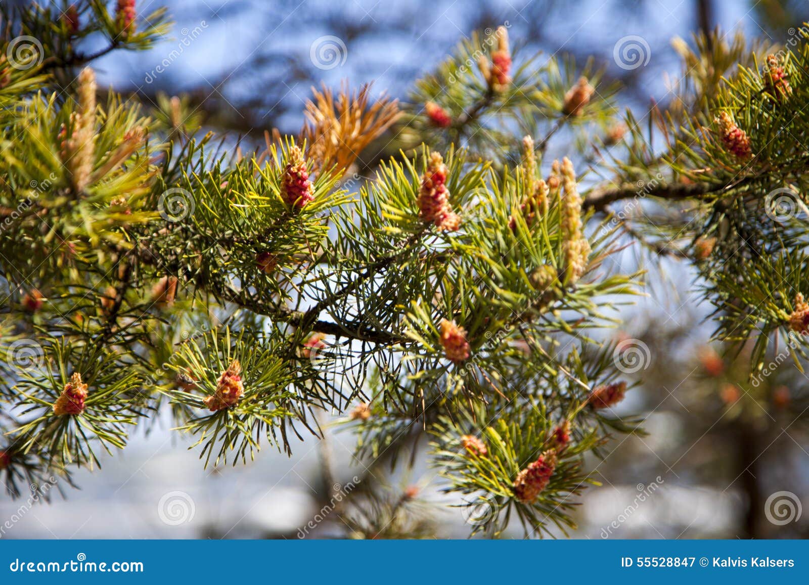 Spruce flowering stock image. Image of pine, healthy - 55528847