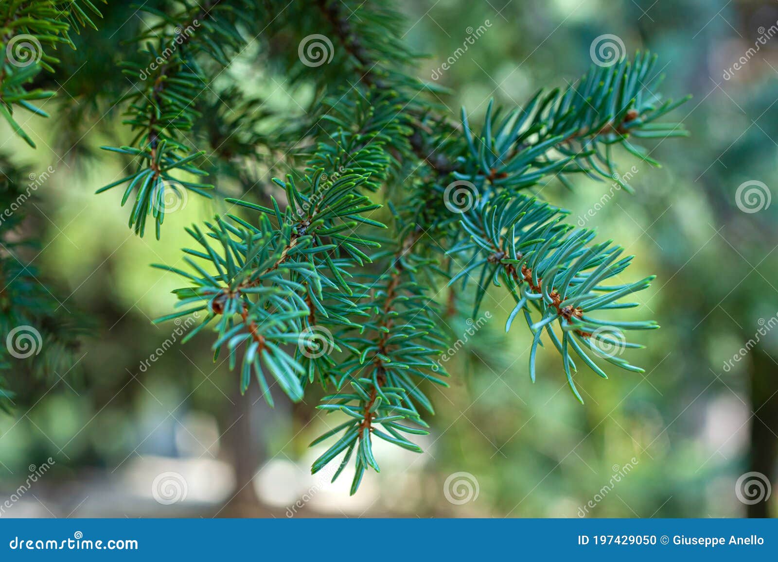 The spruce foliage stock photo. Image of vegetation - 197429050