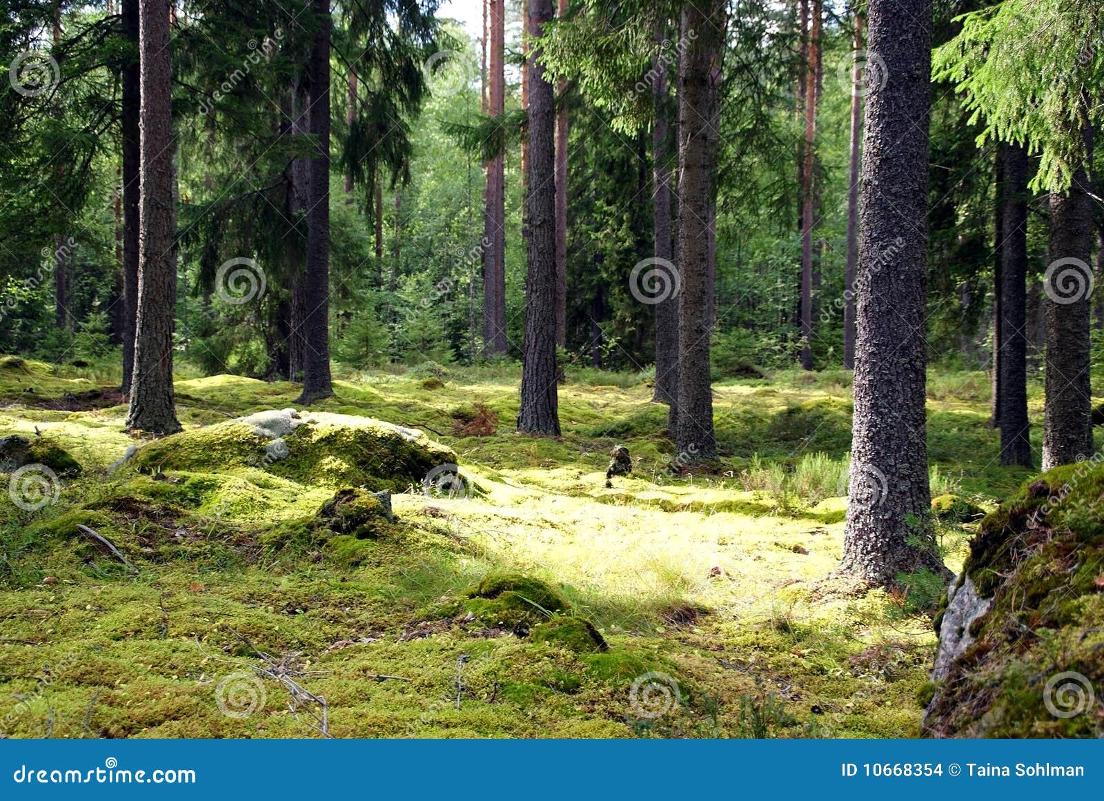 Spruce Forest stock photo. Image of season, needles, plant - 10668354