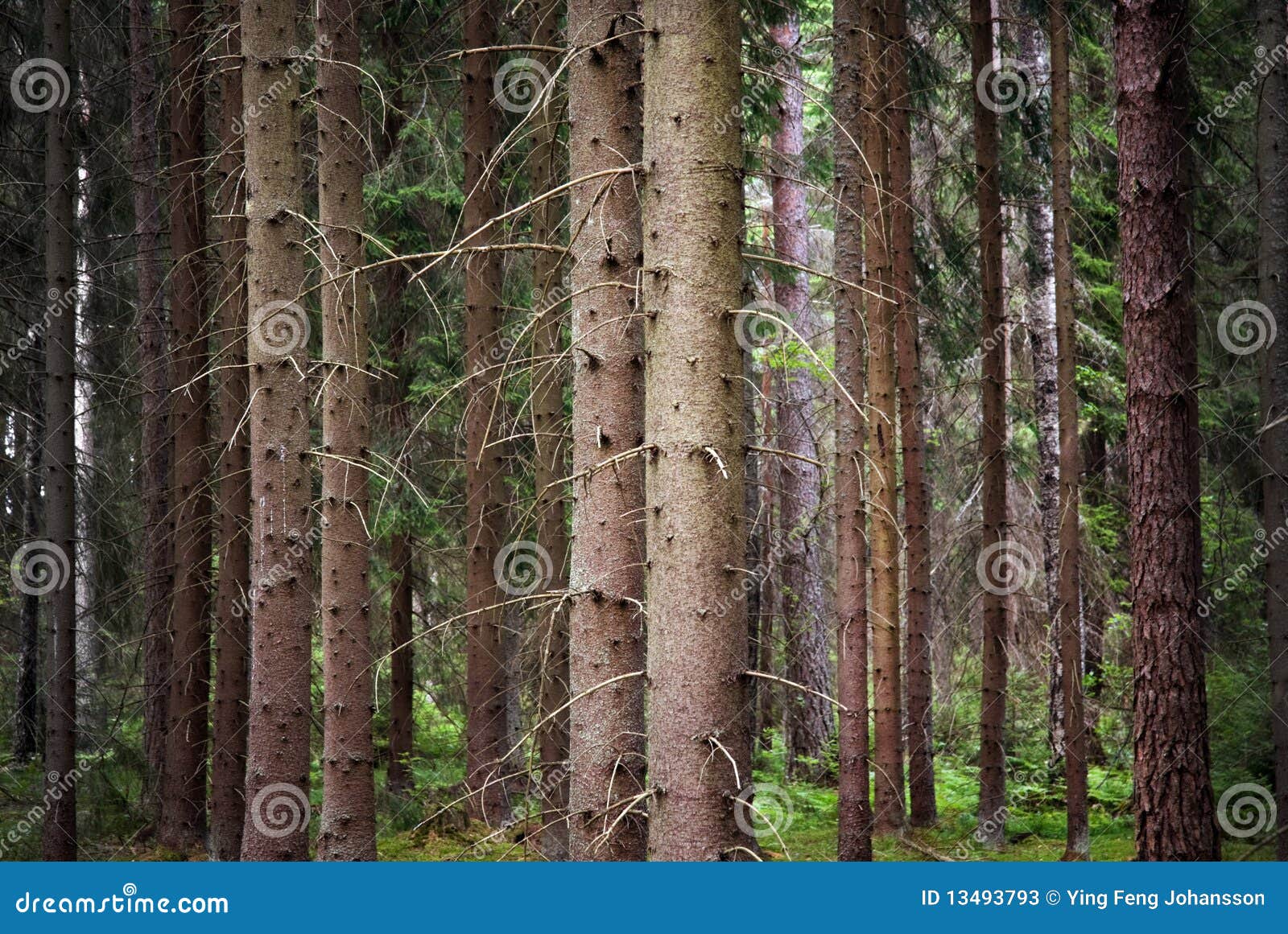 Spruce Forest Royalty-Free Stock Photography | CartoonDealer.com #22575635