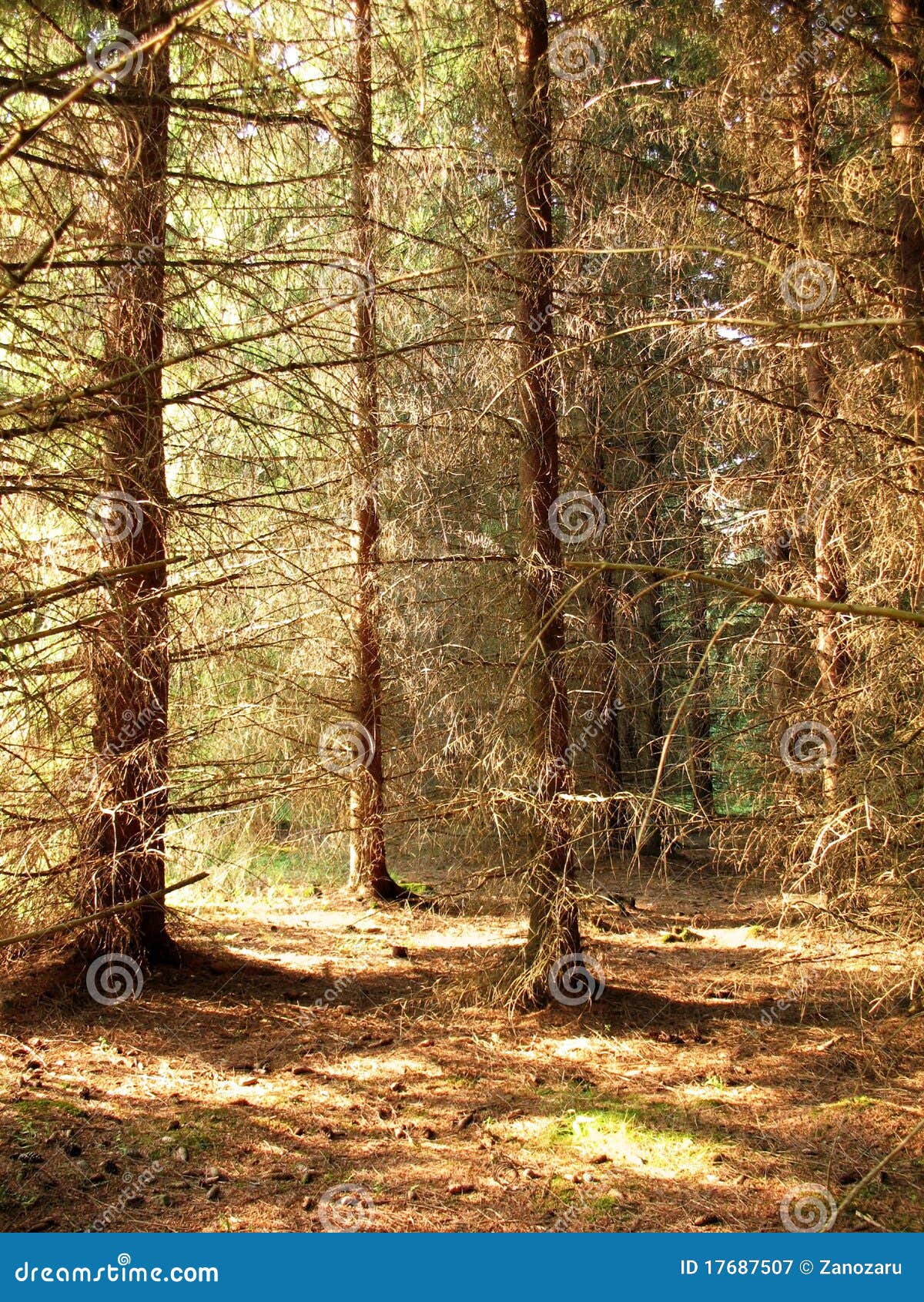 In the spruce forest stock image. Image of landscape - 17687507