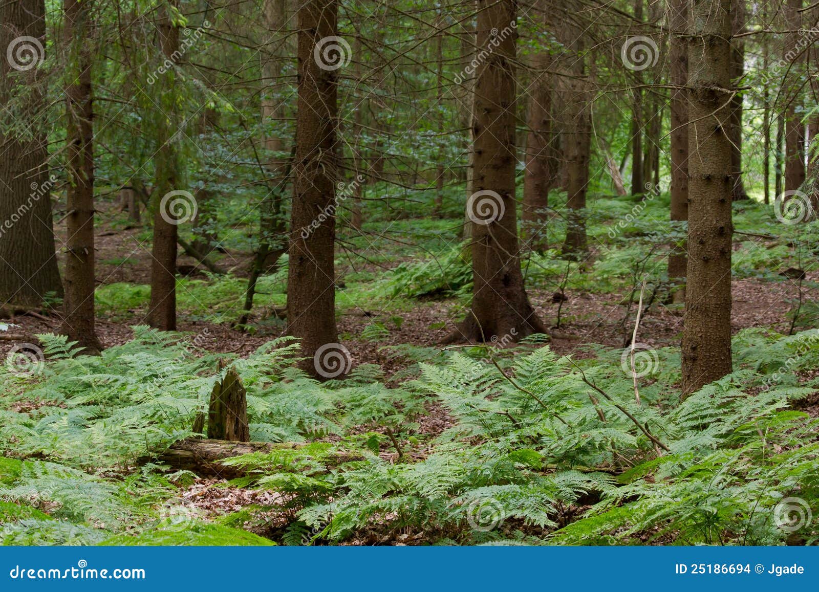 Spruce Forest stock photo. Image of spring, landscape - 25186694