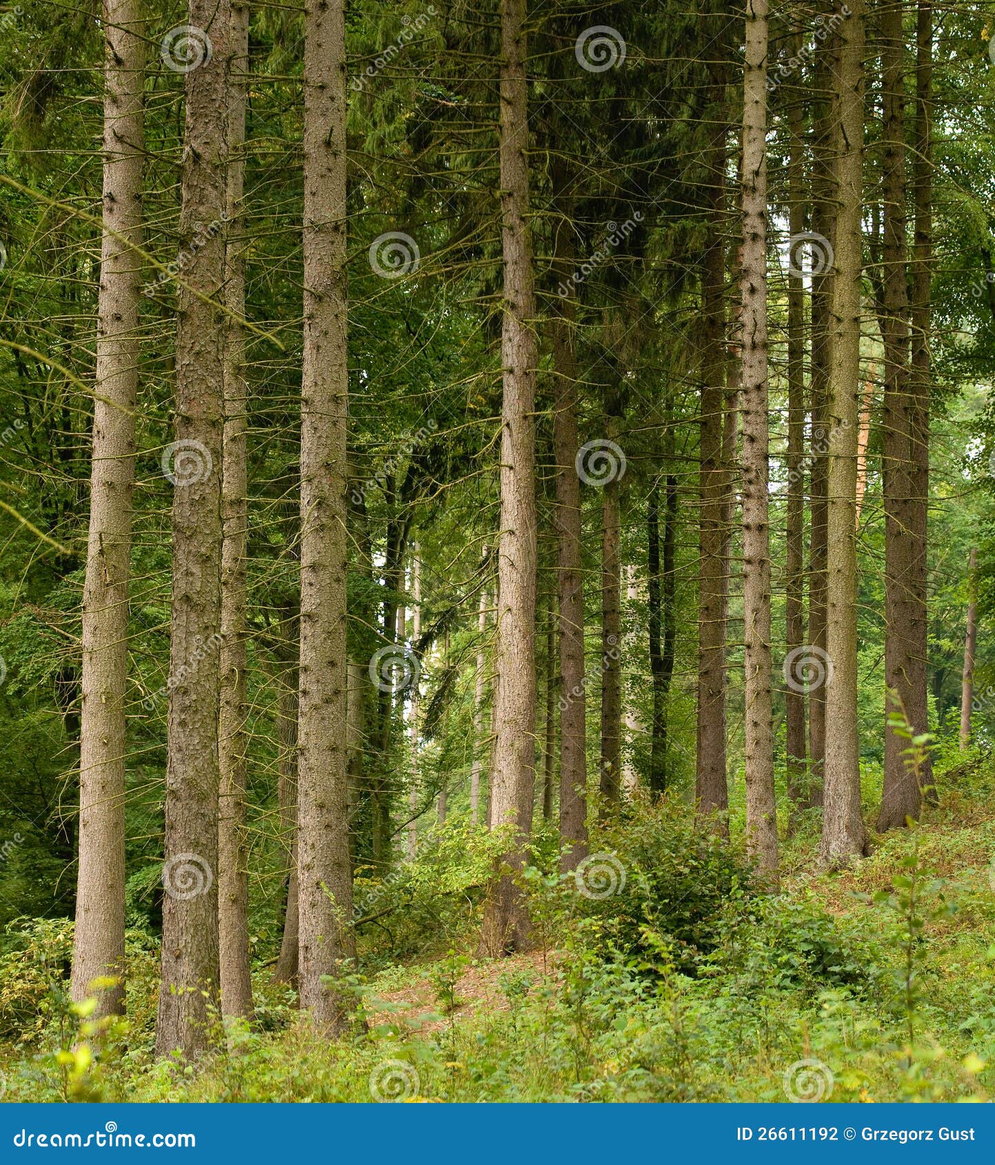 Spruce forest stock photo. Image of softwoods, tree, brown - 26611192