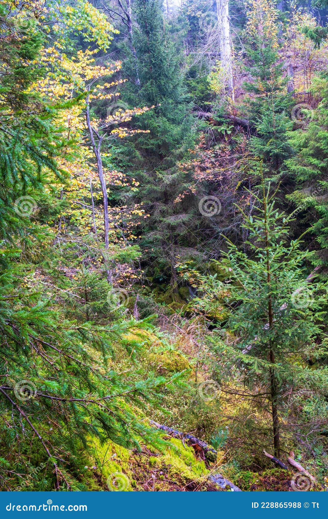 Spruce Forest with Autumn Colors Stock Photo - Image of plant, north ...