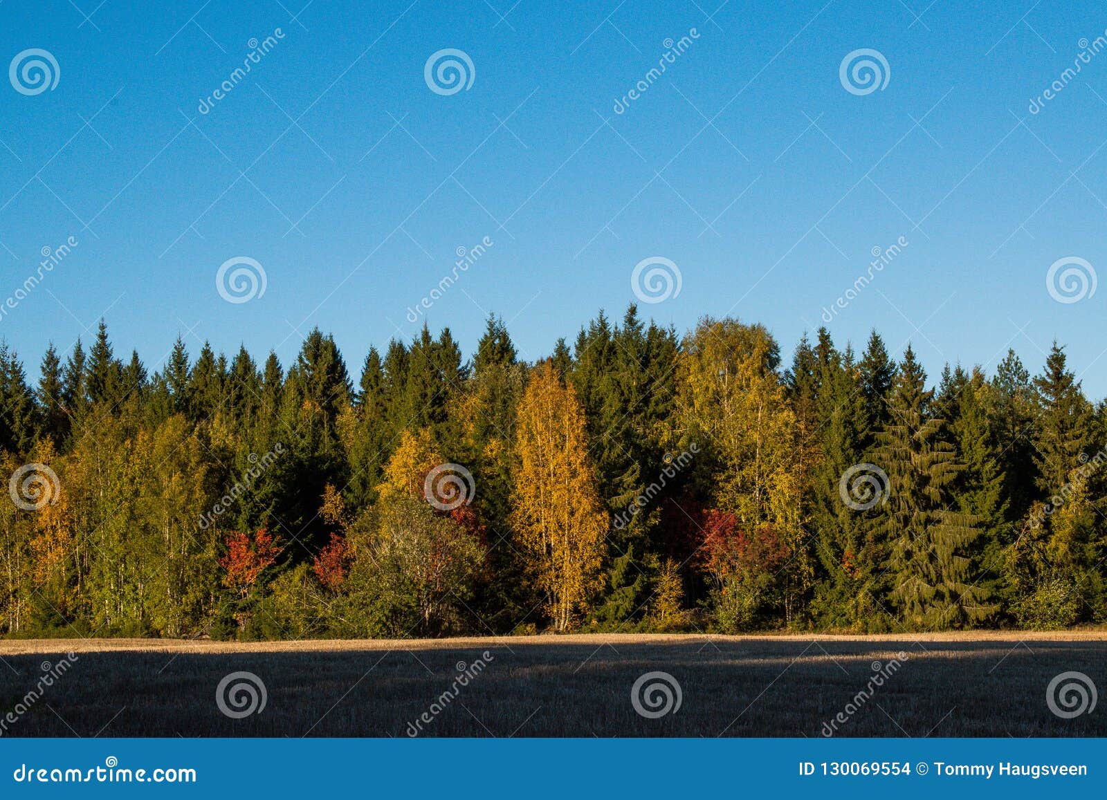 Spruce Forest with Colorful Trees and Blue Sky in the Autumn Stock ...